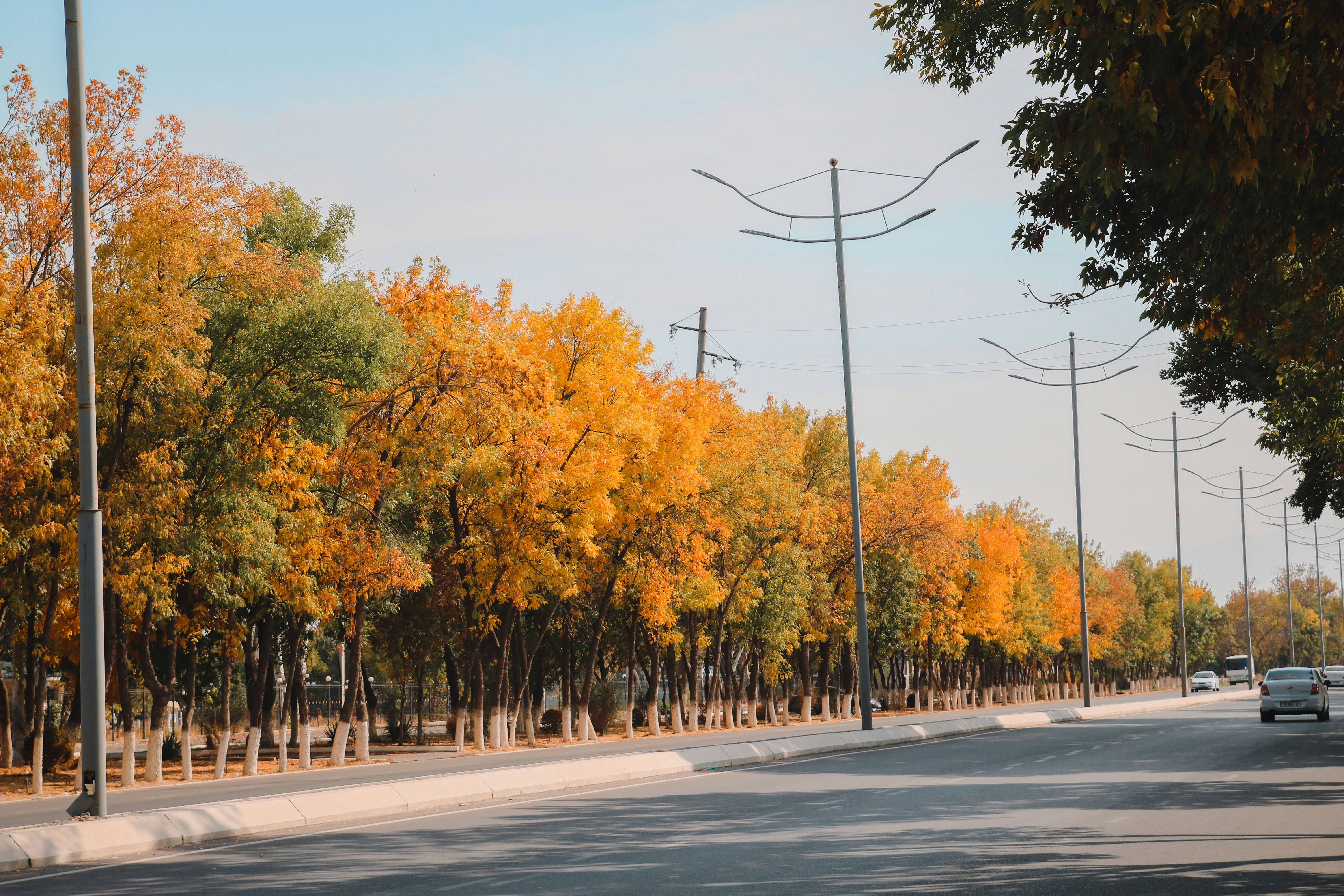 Gray electric post near trees during daytime photo – Free Autumn Image ...
