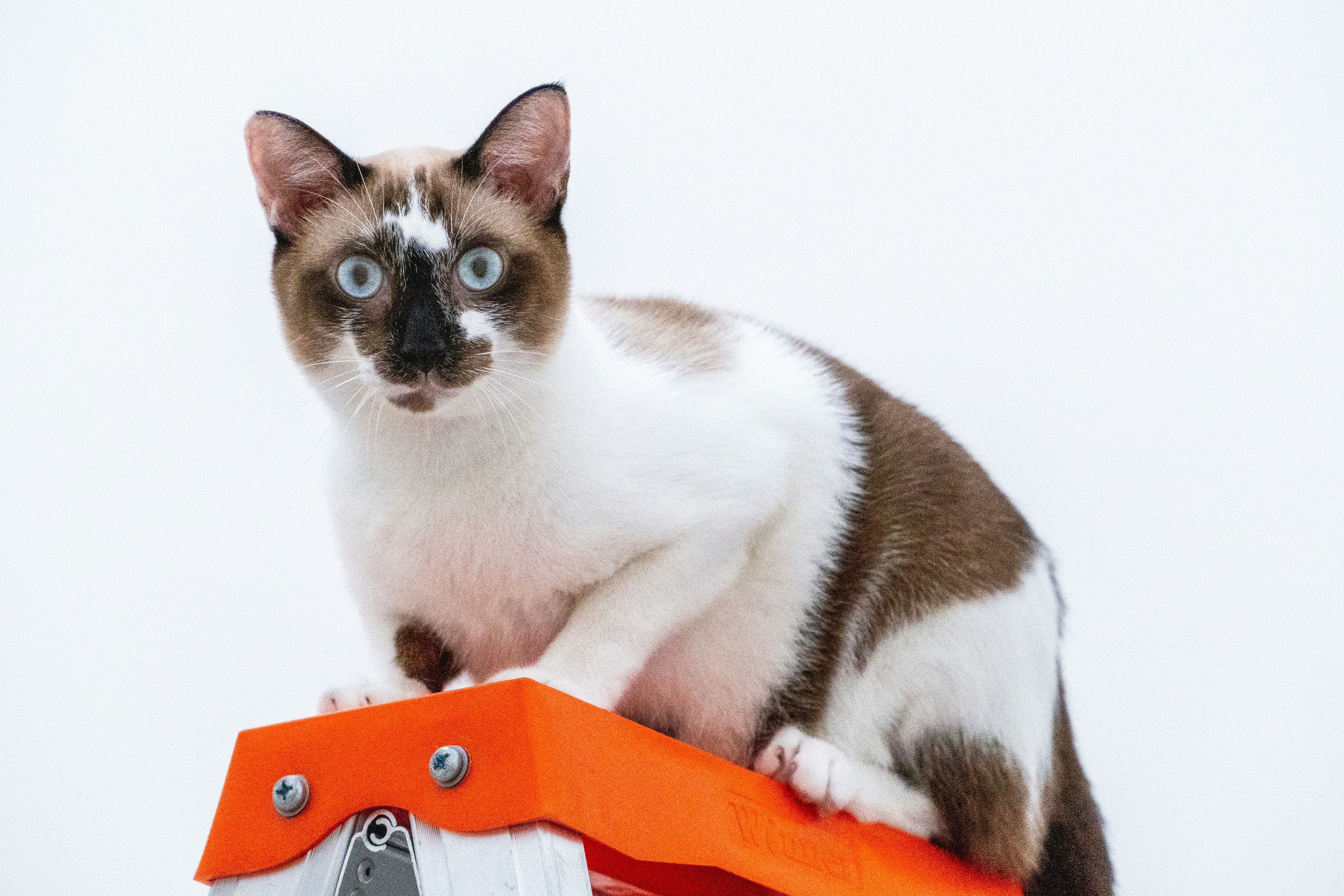 Blue-Eyed Cat Perched on a Neon Orange Ladder