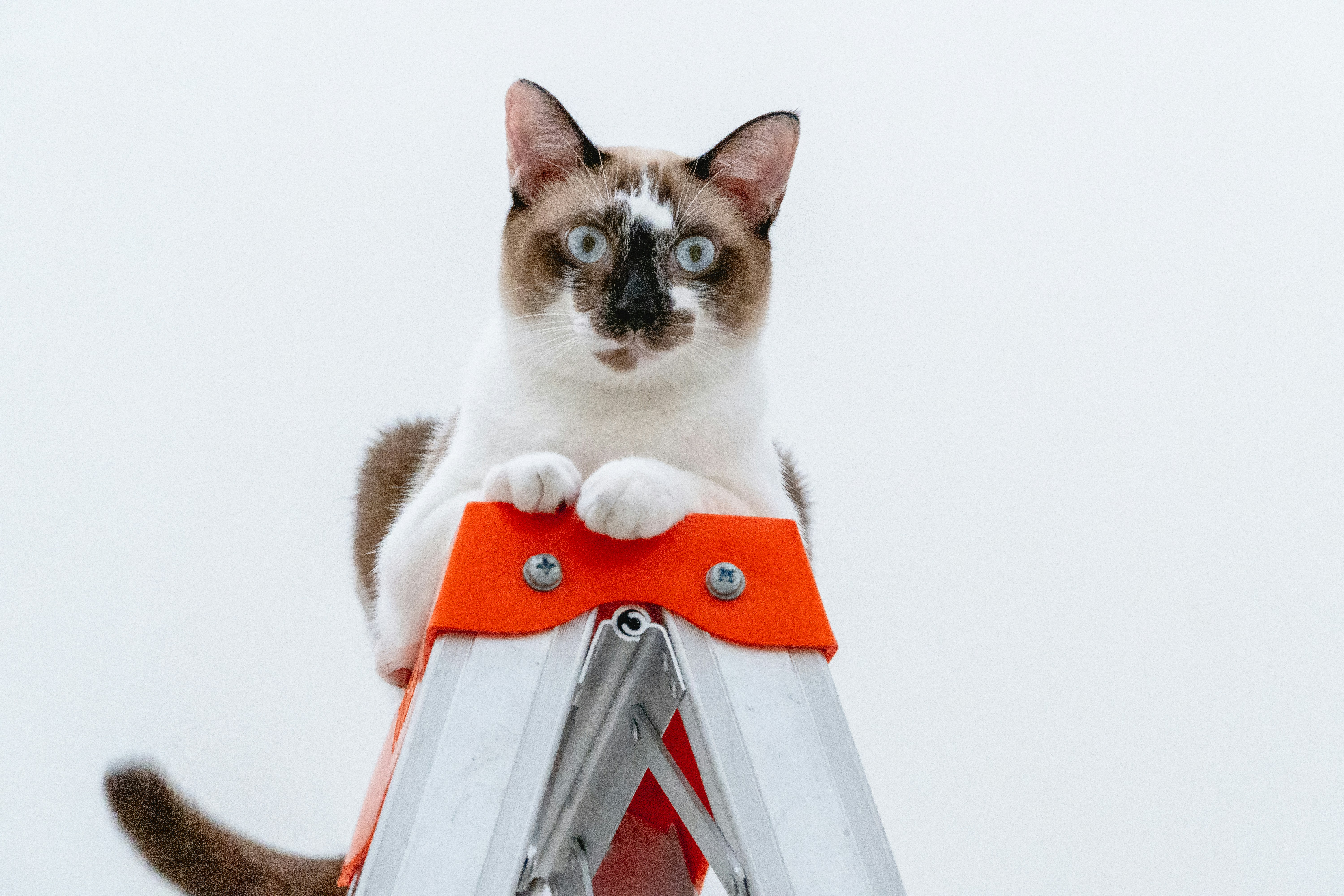 Cat Perched on a Bright Orange Ladder Top