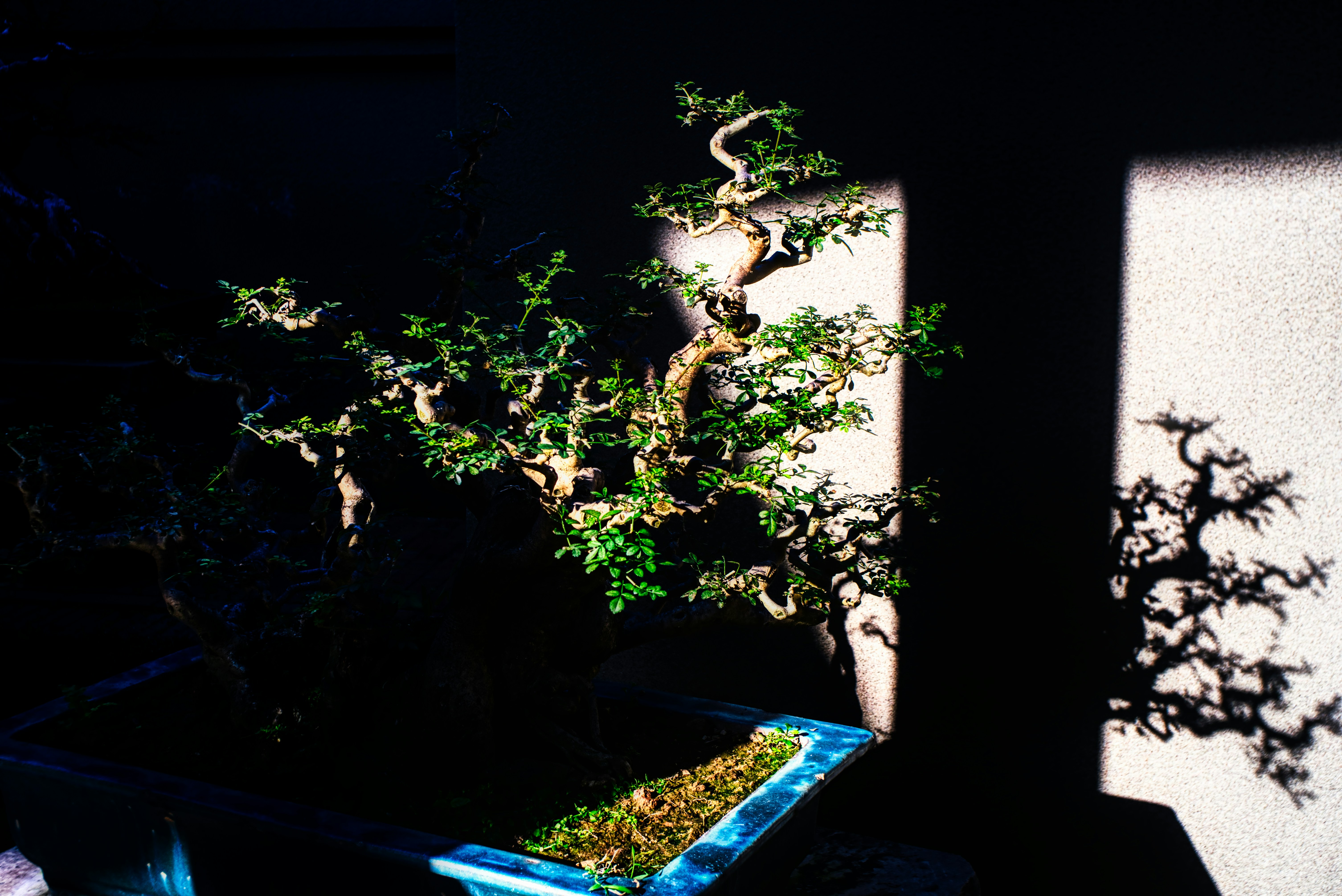 Poem: My Bonsai - by Pablo Rivera - Fiction by Pablo