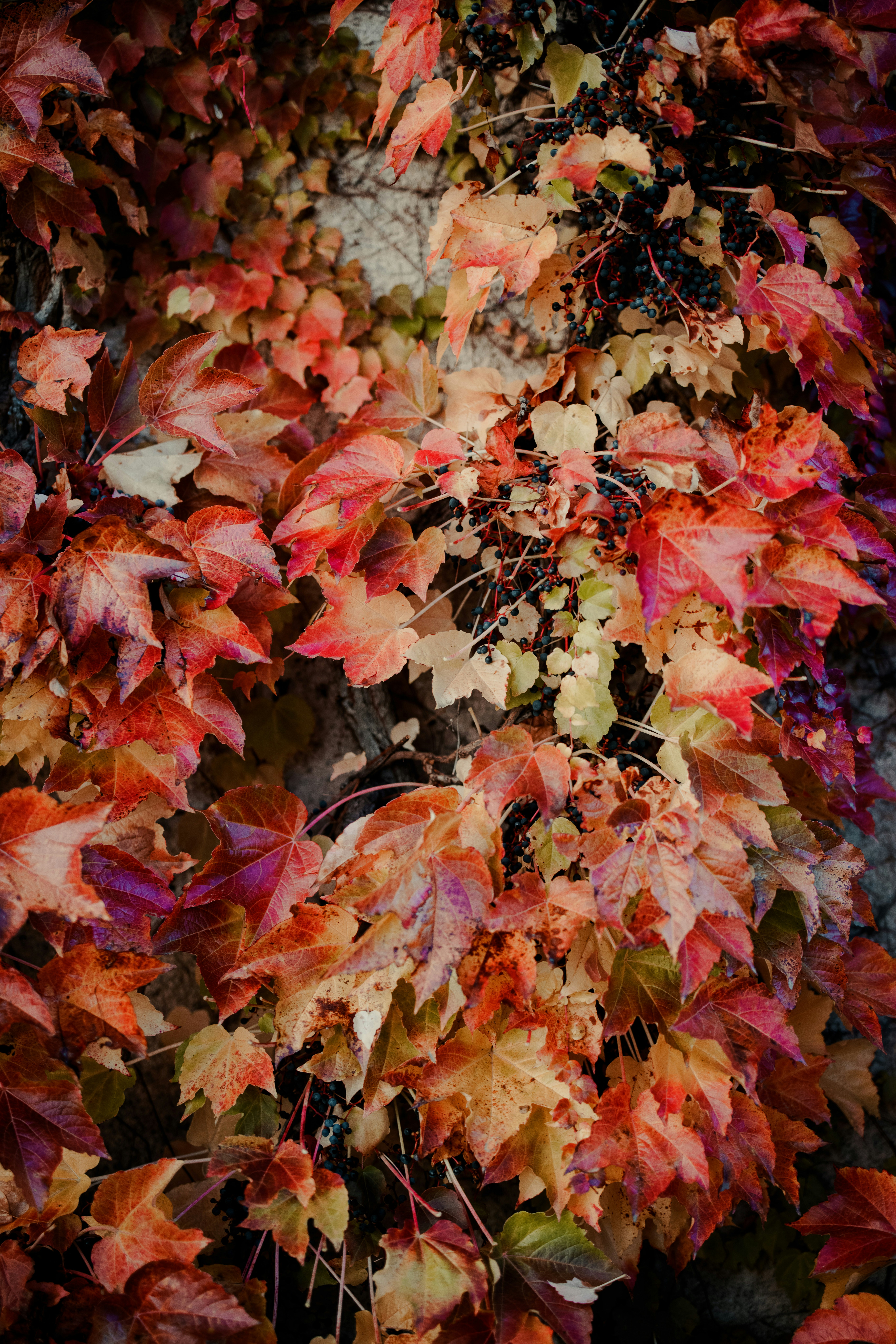 Autumn / Fall in Salzburg Austria