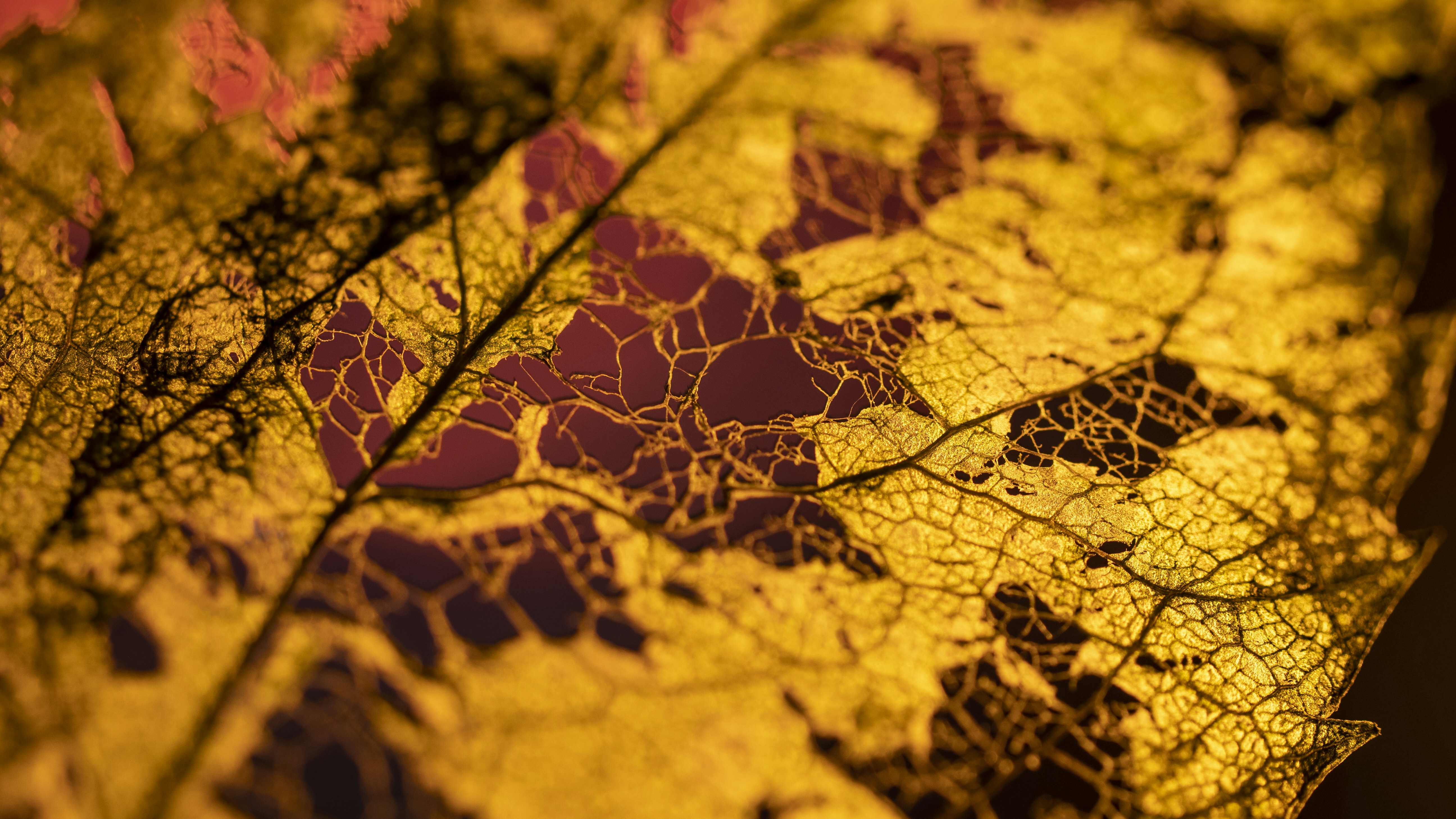 Intricate patterns of a dried leaf illuminated by soft light, showcasing its delicate structure and vibrant hues.