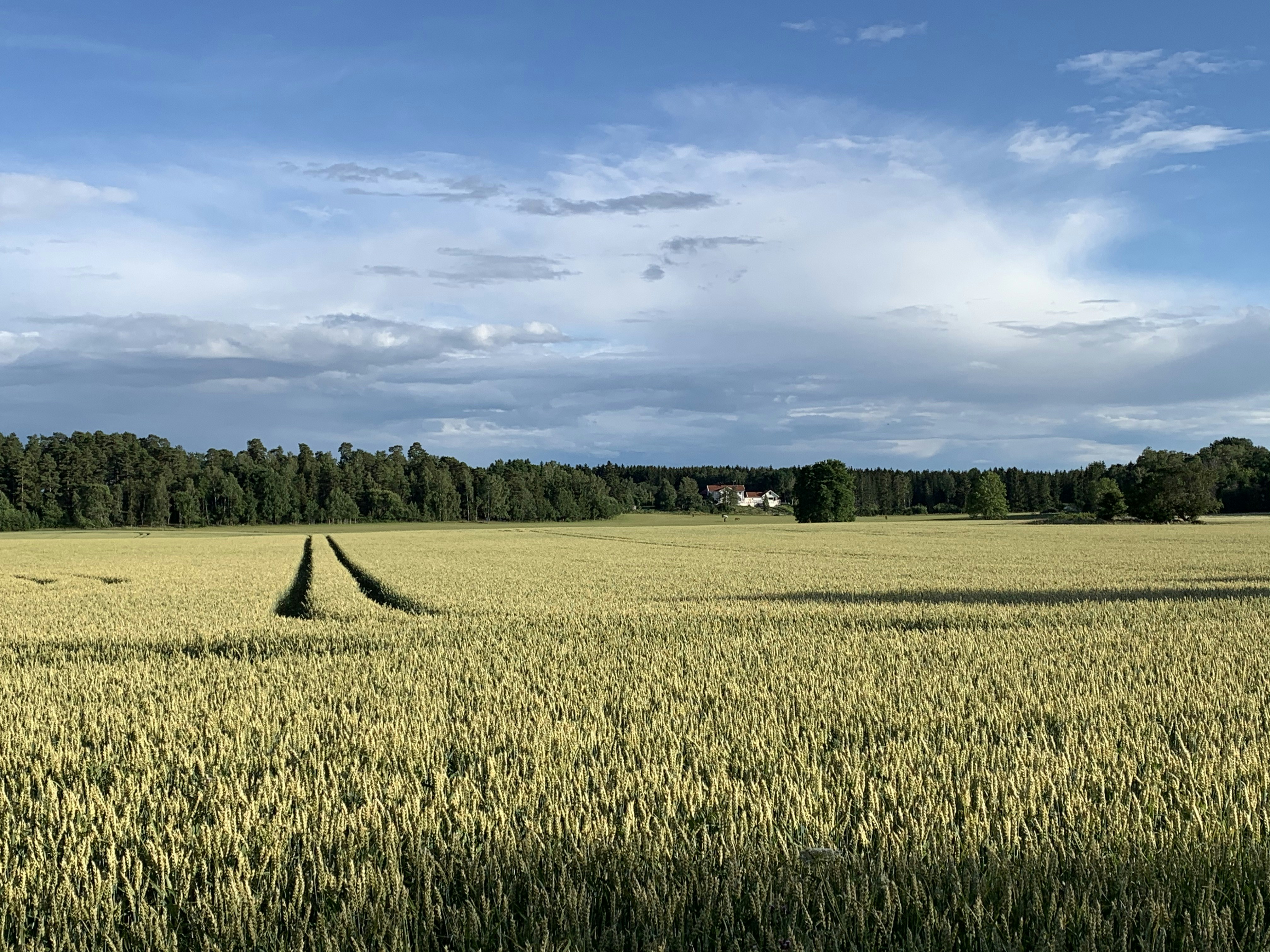 A field of wheat in the summer.