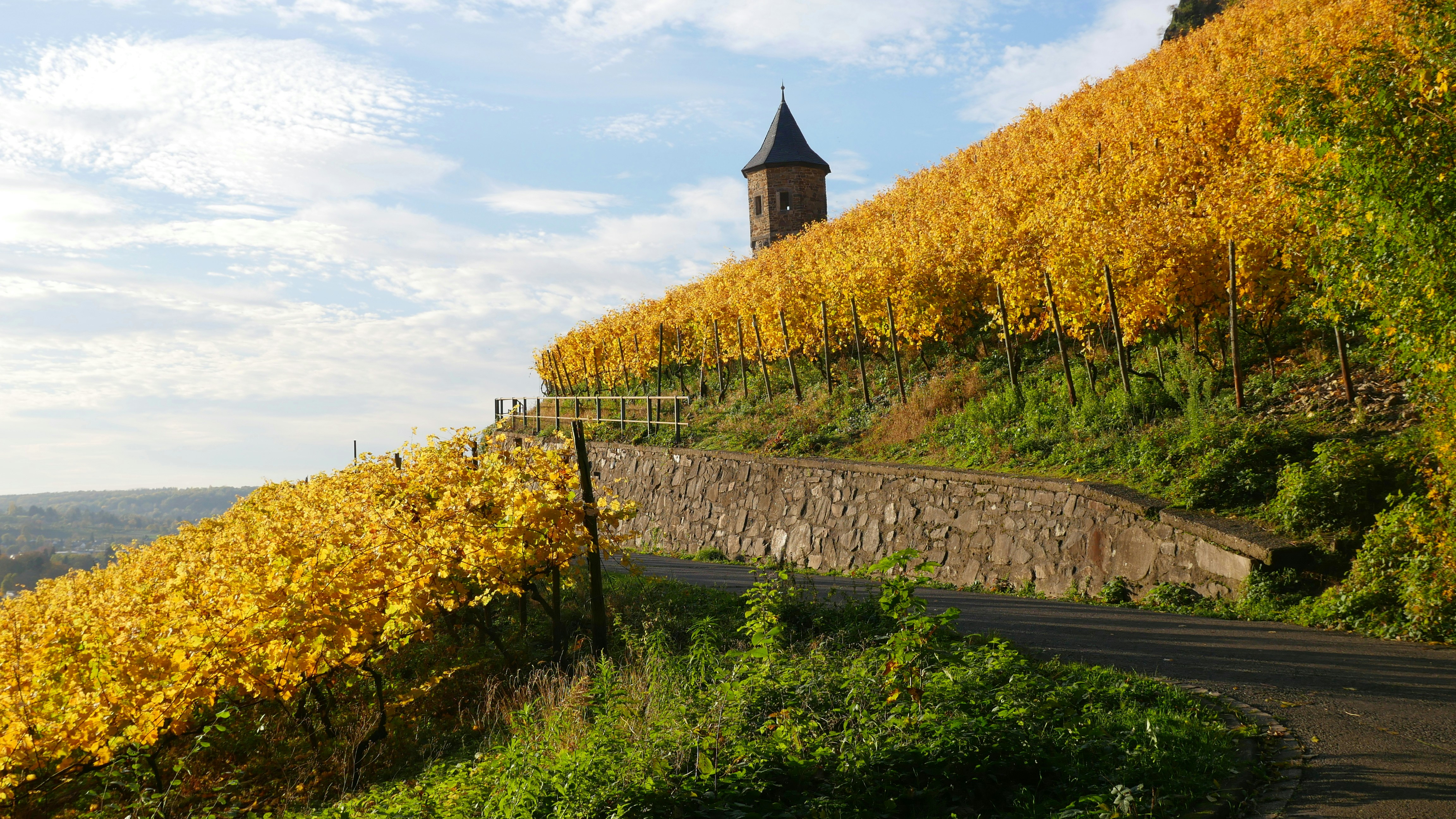 Golden vineyard on a hillside with a stone tower and a winding road under a bright sky.