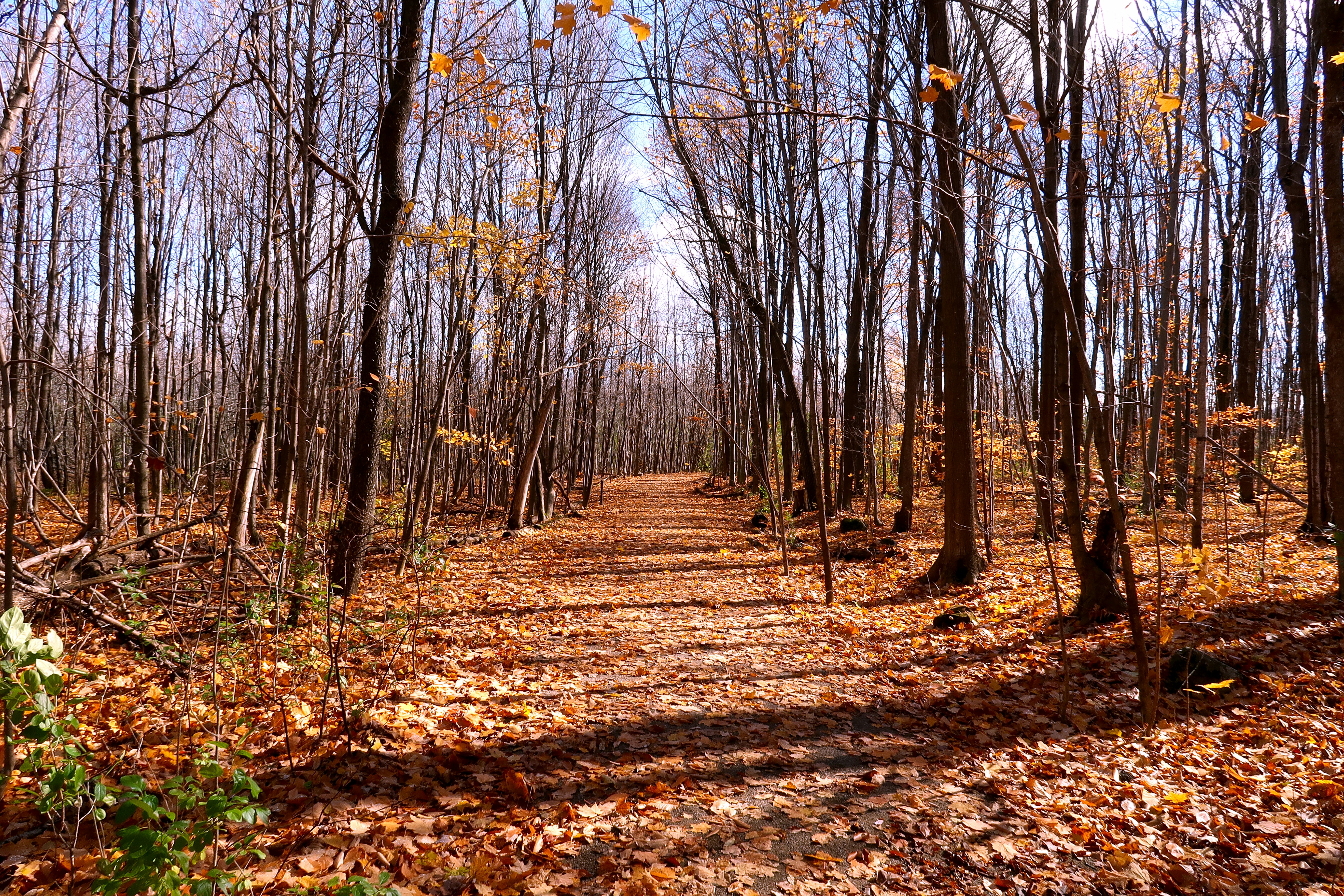 Automn Pictures | Download Free Images on Unsplash