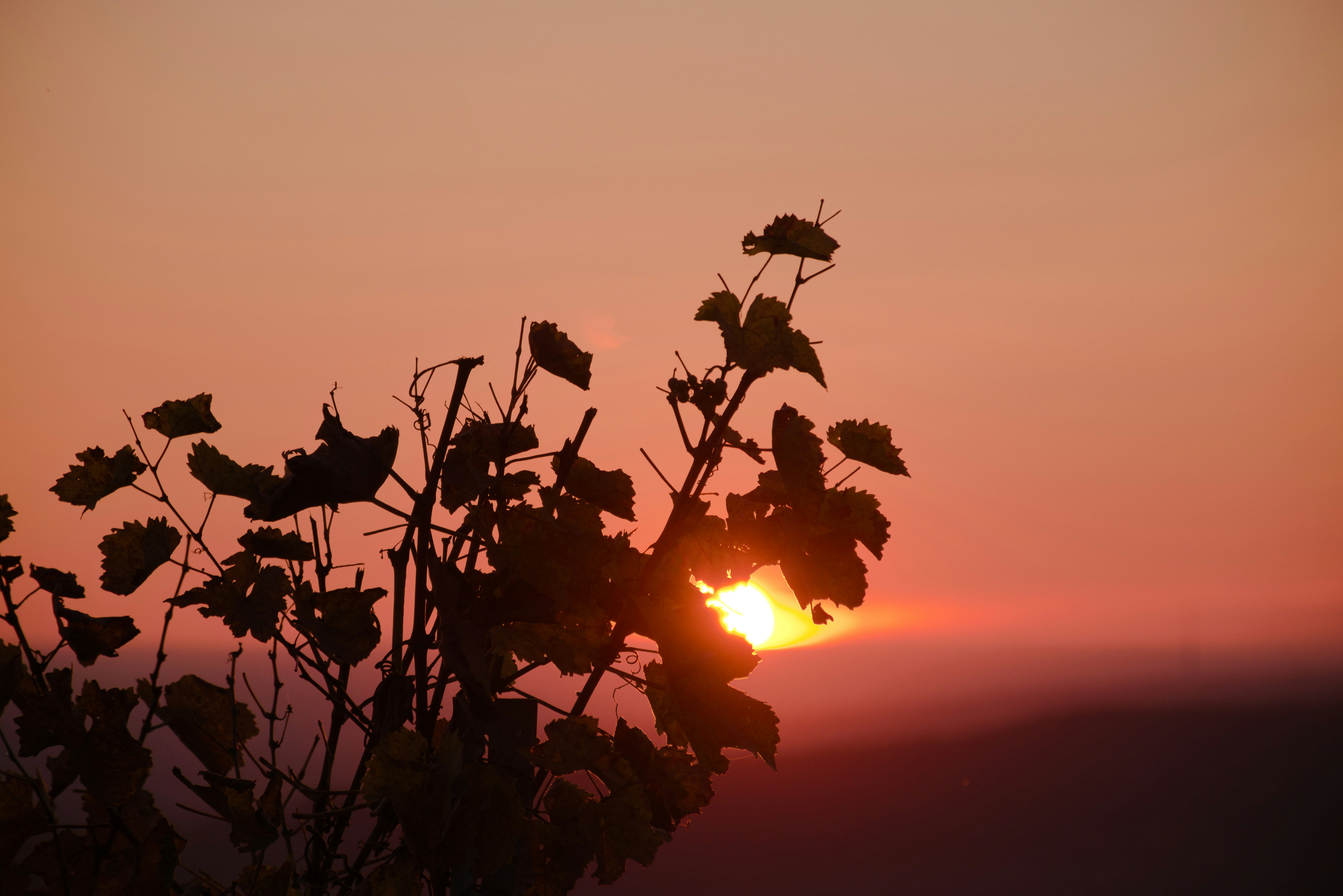 Photo by Stephan H. with Nikon D5600