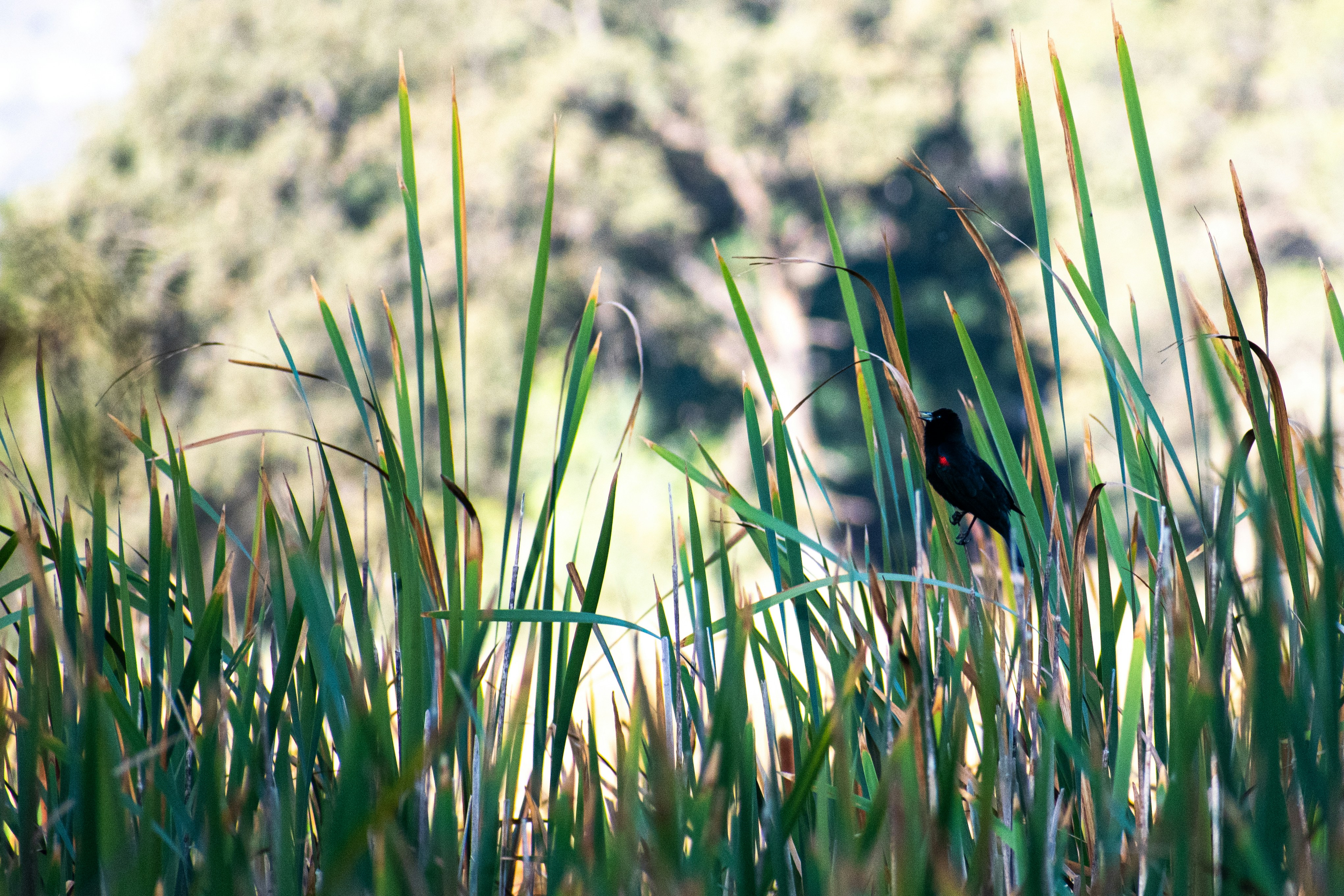 Un oiseau noir assis au sommet d’un champ verdoyant photo – Photo ...