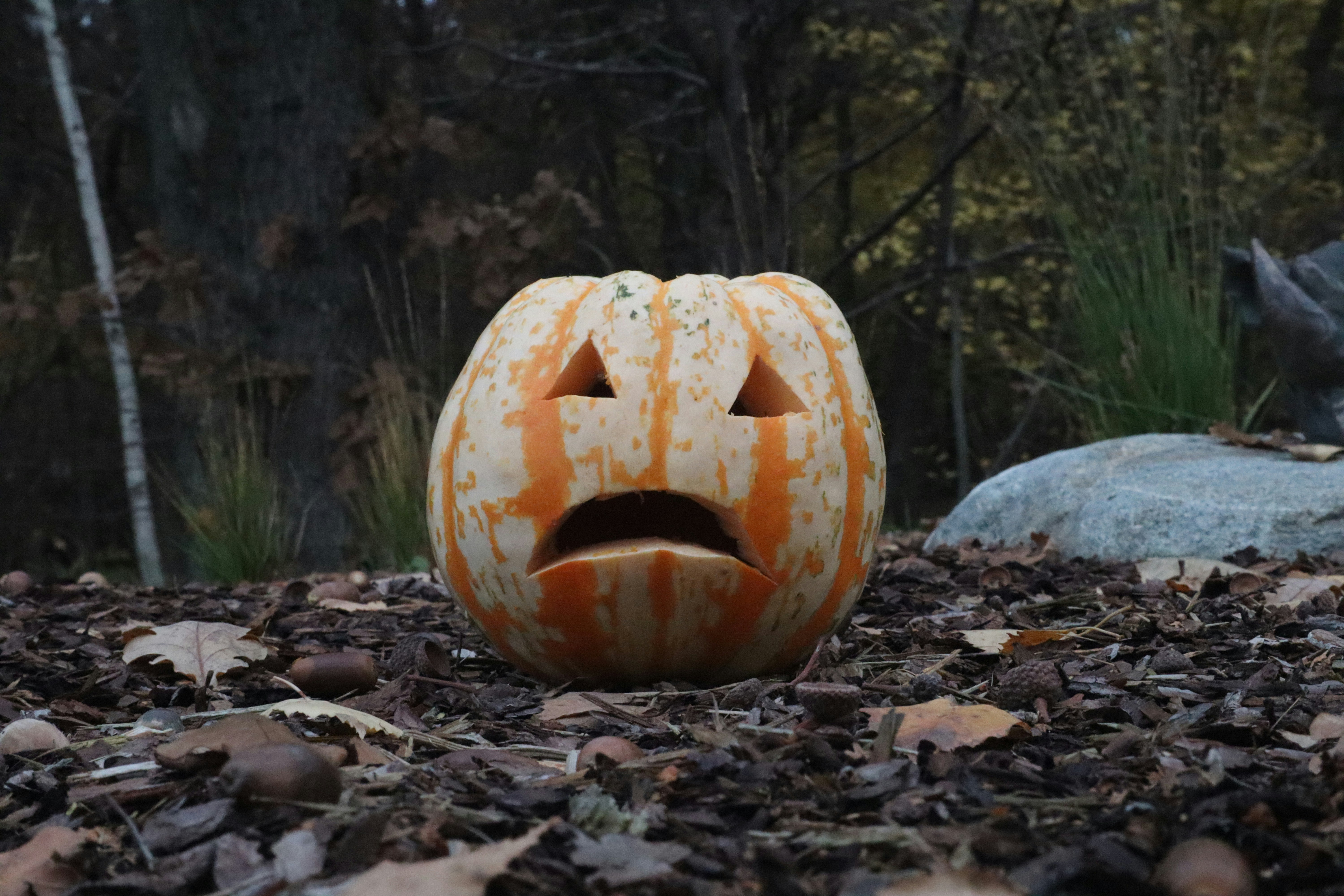A carved pumpkin displaying a sad expression sits among fallen leaves in a dimly lit outdoor setting.