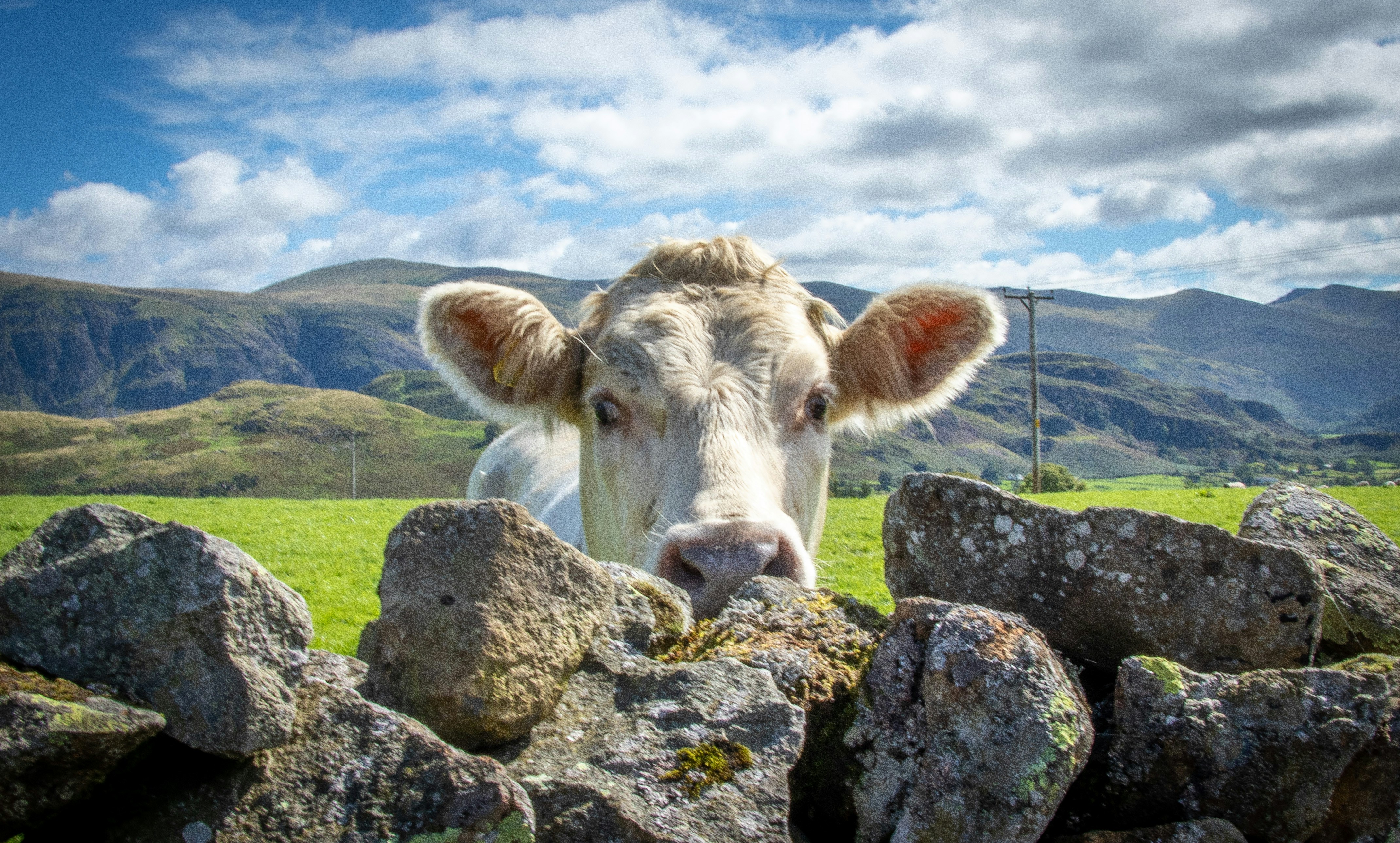 White cow on green grass field under blue and white sunny cloudy sky ...