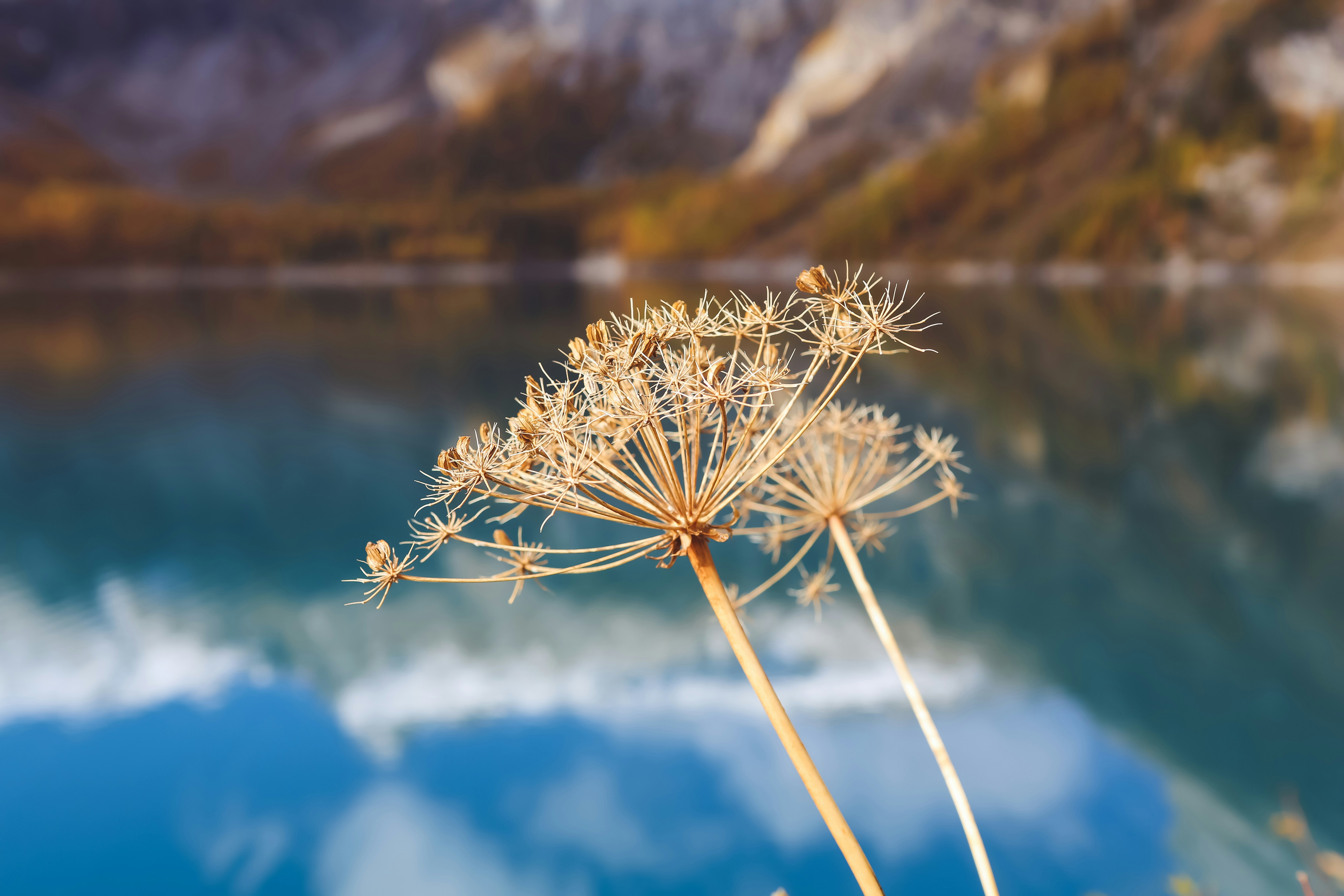 Dried wildflower stands gracefully against a tranquil lake, reflecting the surrounding landscape. The scene captures the serene beauty of nature in autumn.