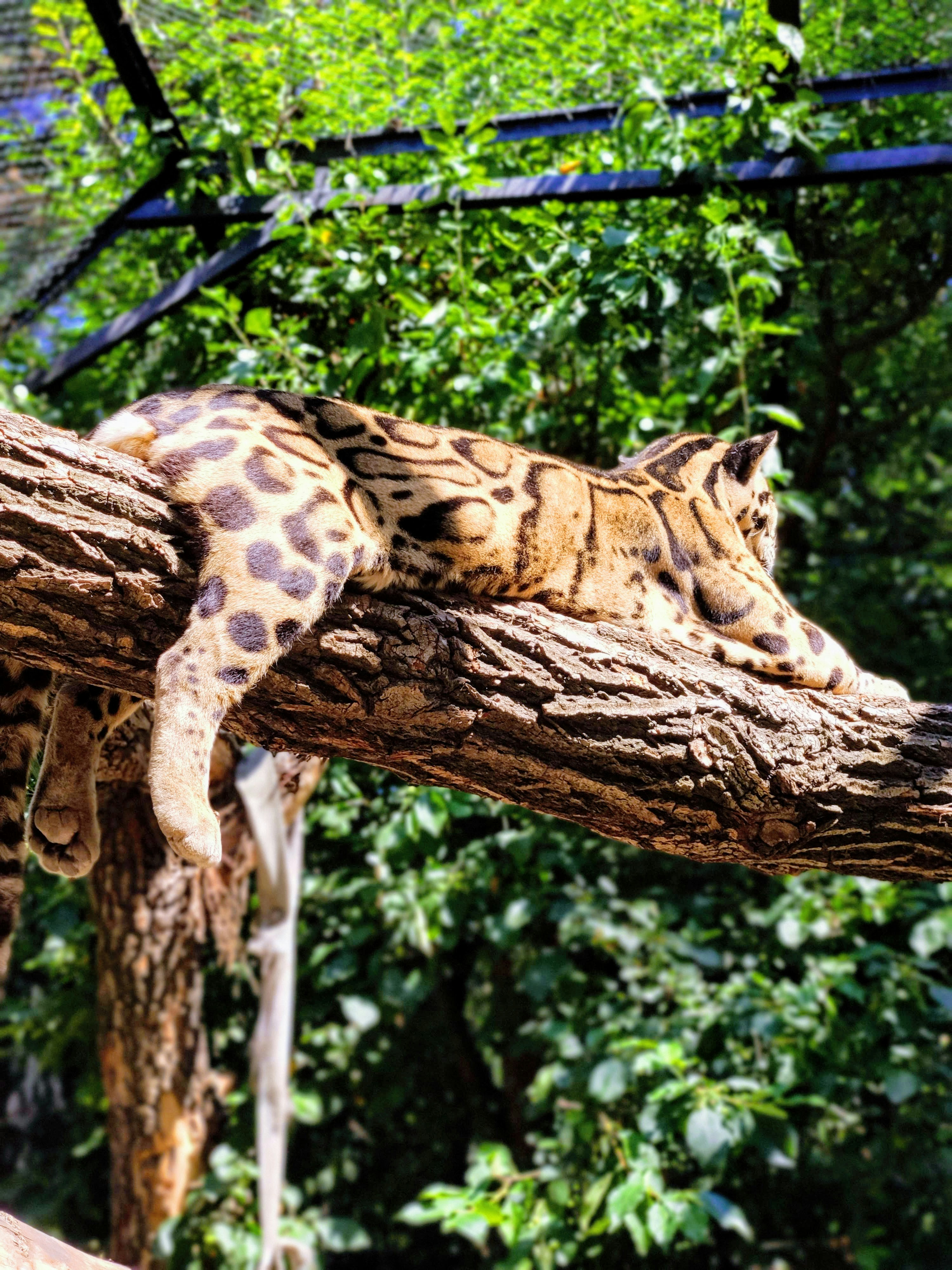 Black Leopard In A Tree