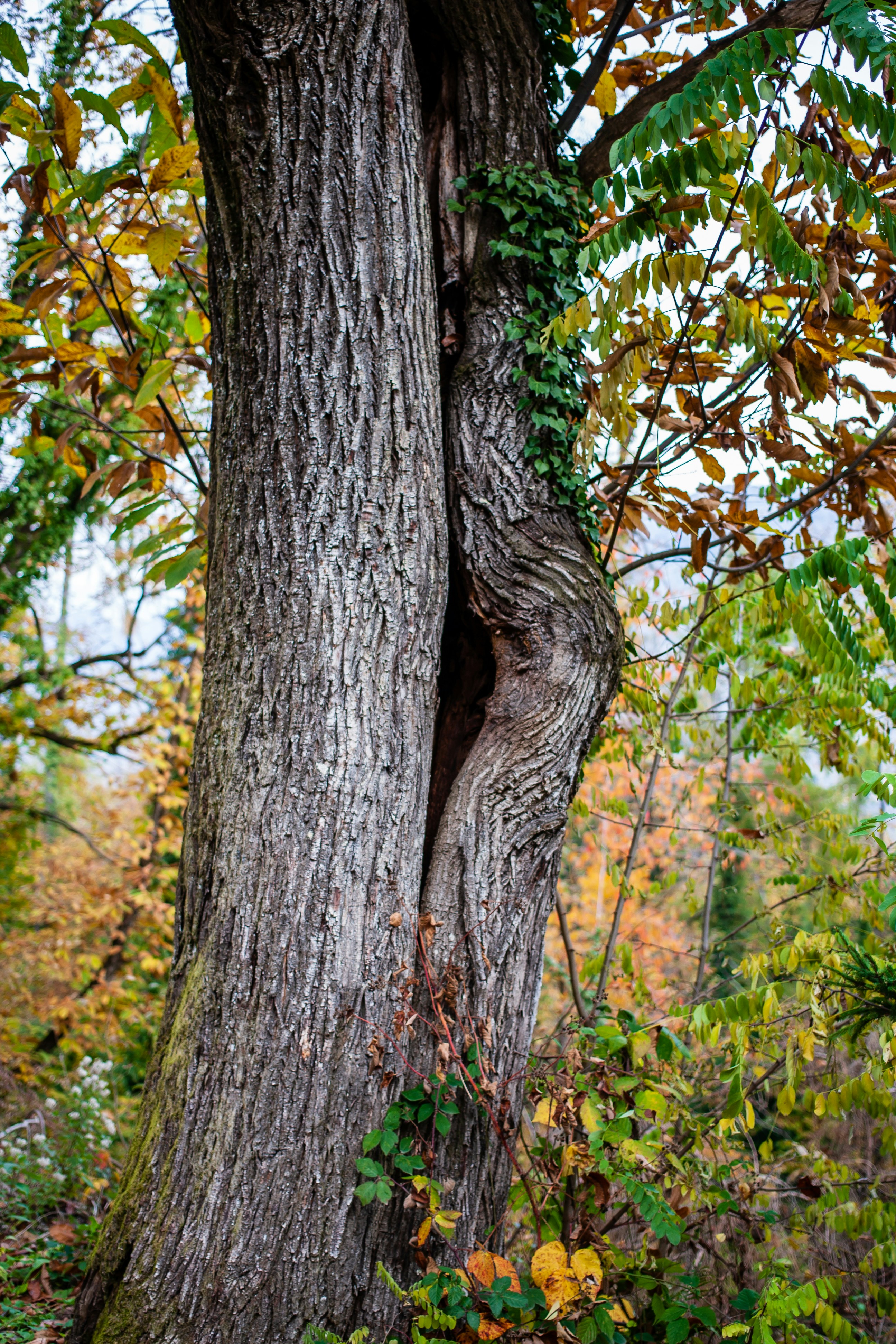 A weathered tree with a hollow center, surrounded by vibrant autumn foliage, showcasing the beauty of nature's cycles.