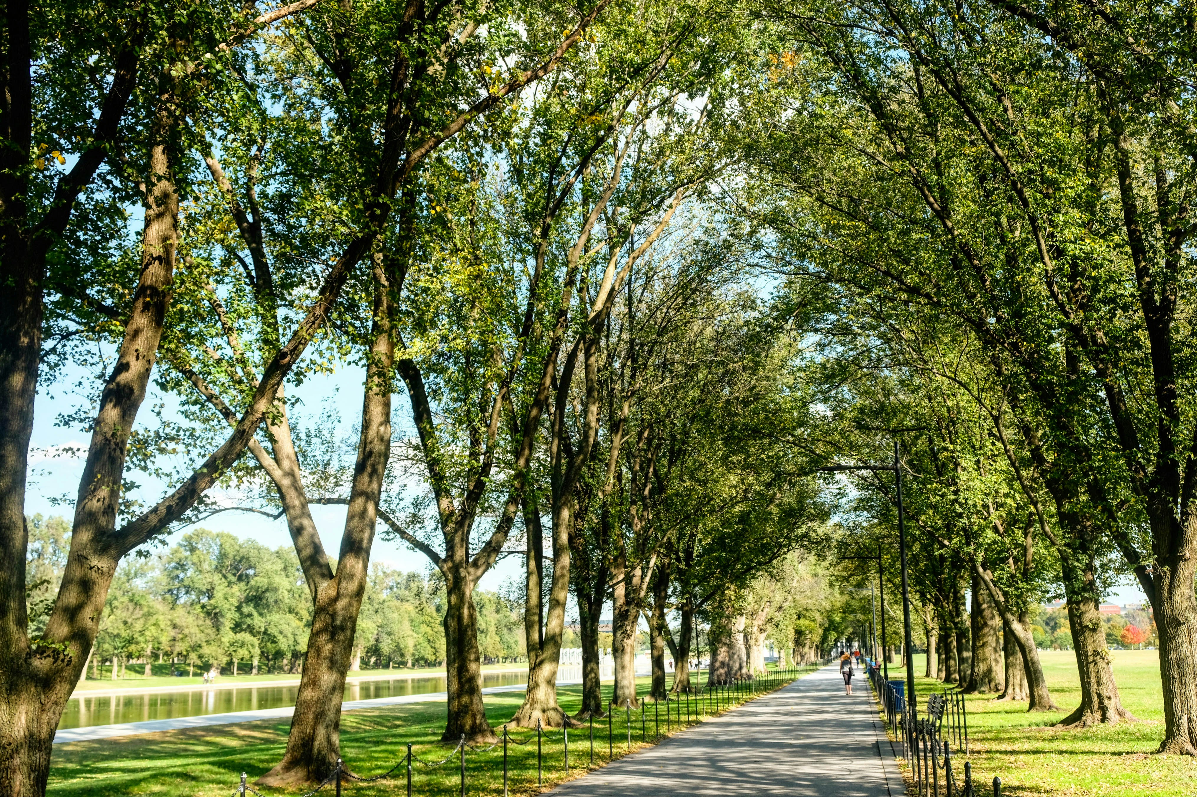 Canopy Lane by the River: Sunlit Arbors Framing a Quiet Walk