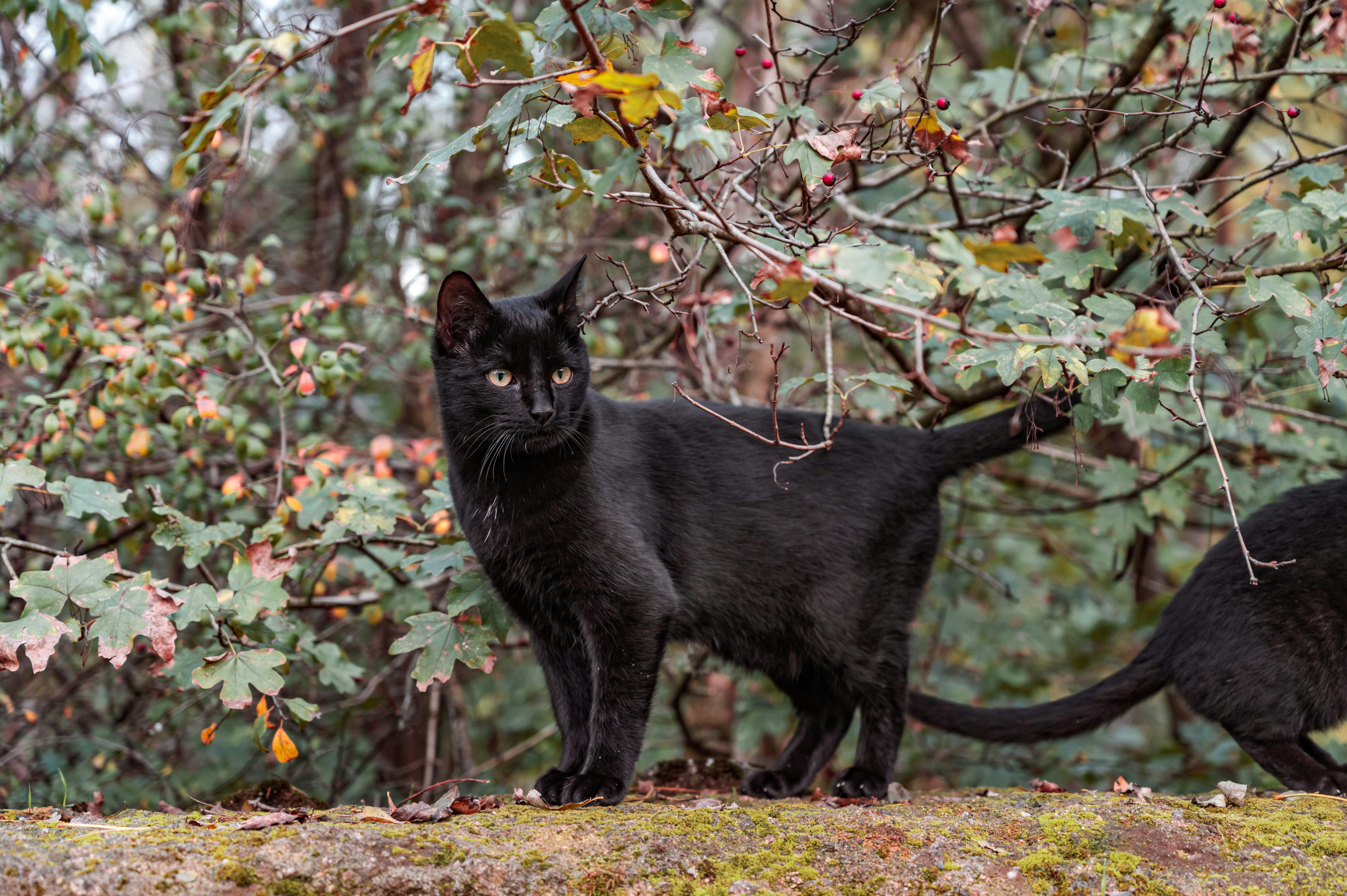 Mid-Stride Black Cat Among Autumn Foliage