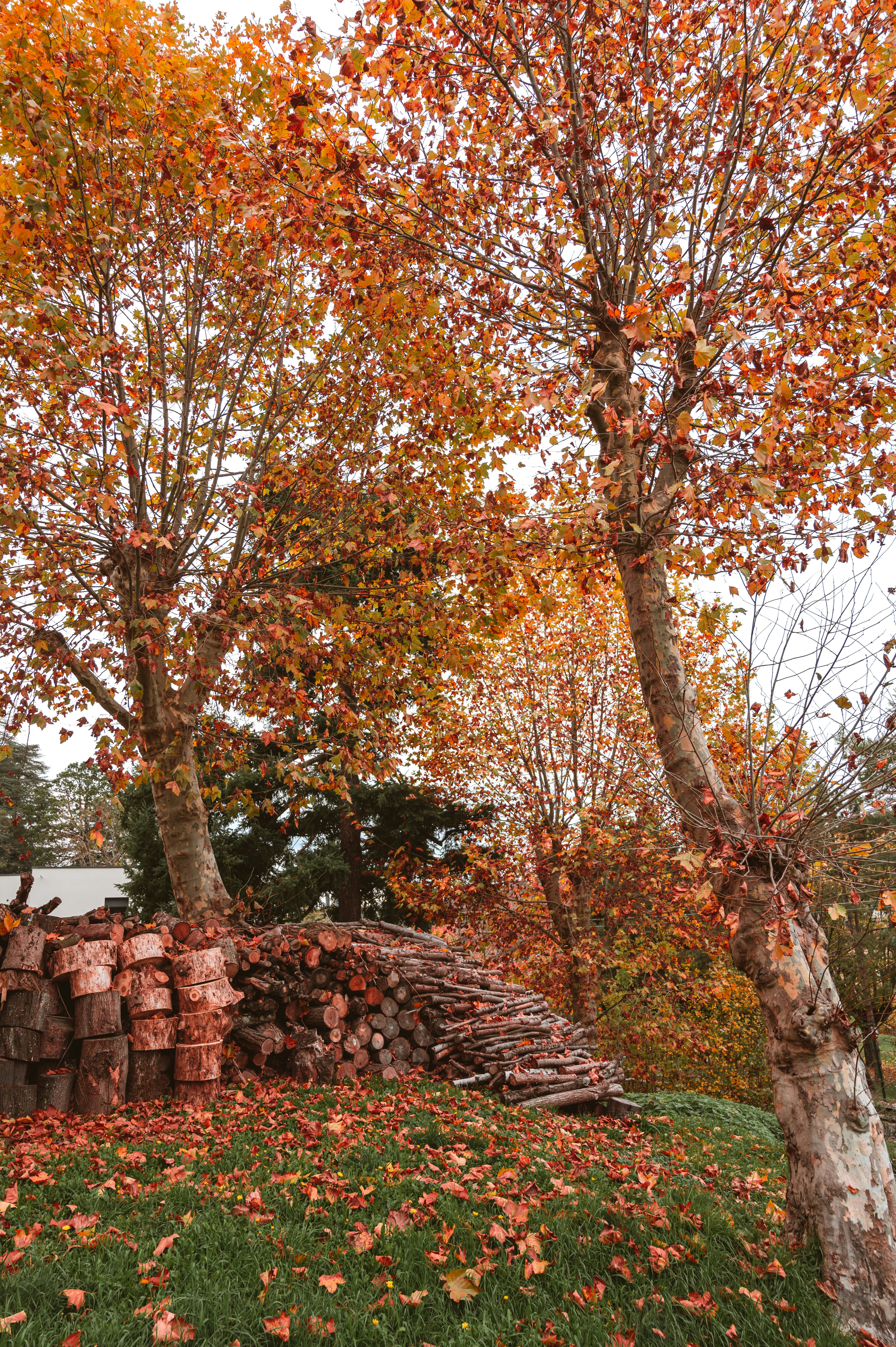 Brown and green trees during daytime photo – Free Brown Image on Unsplash