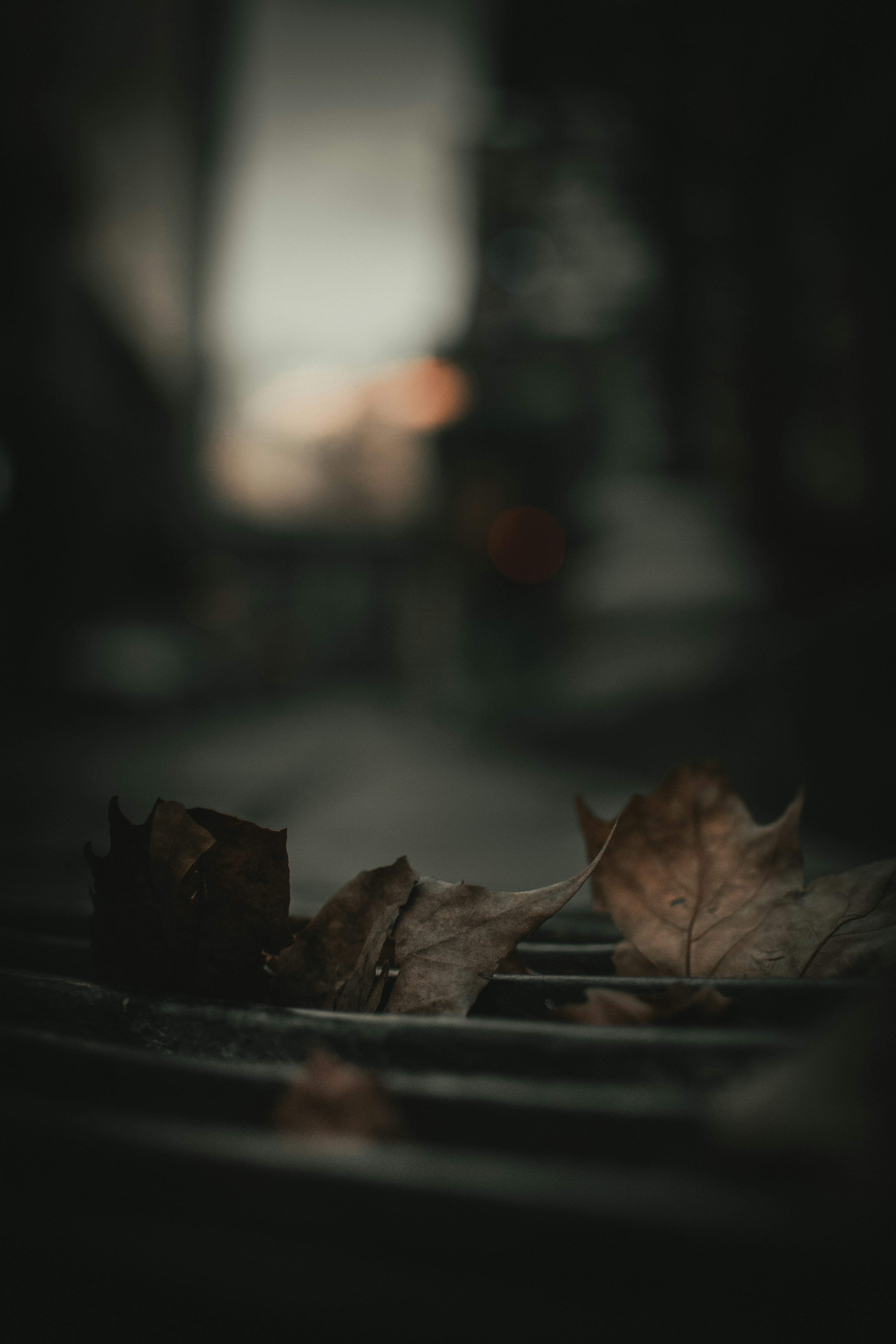 Fallen Leaves on a Quiet Pathway