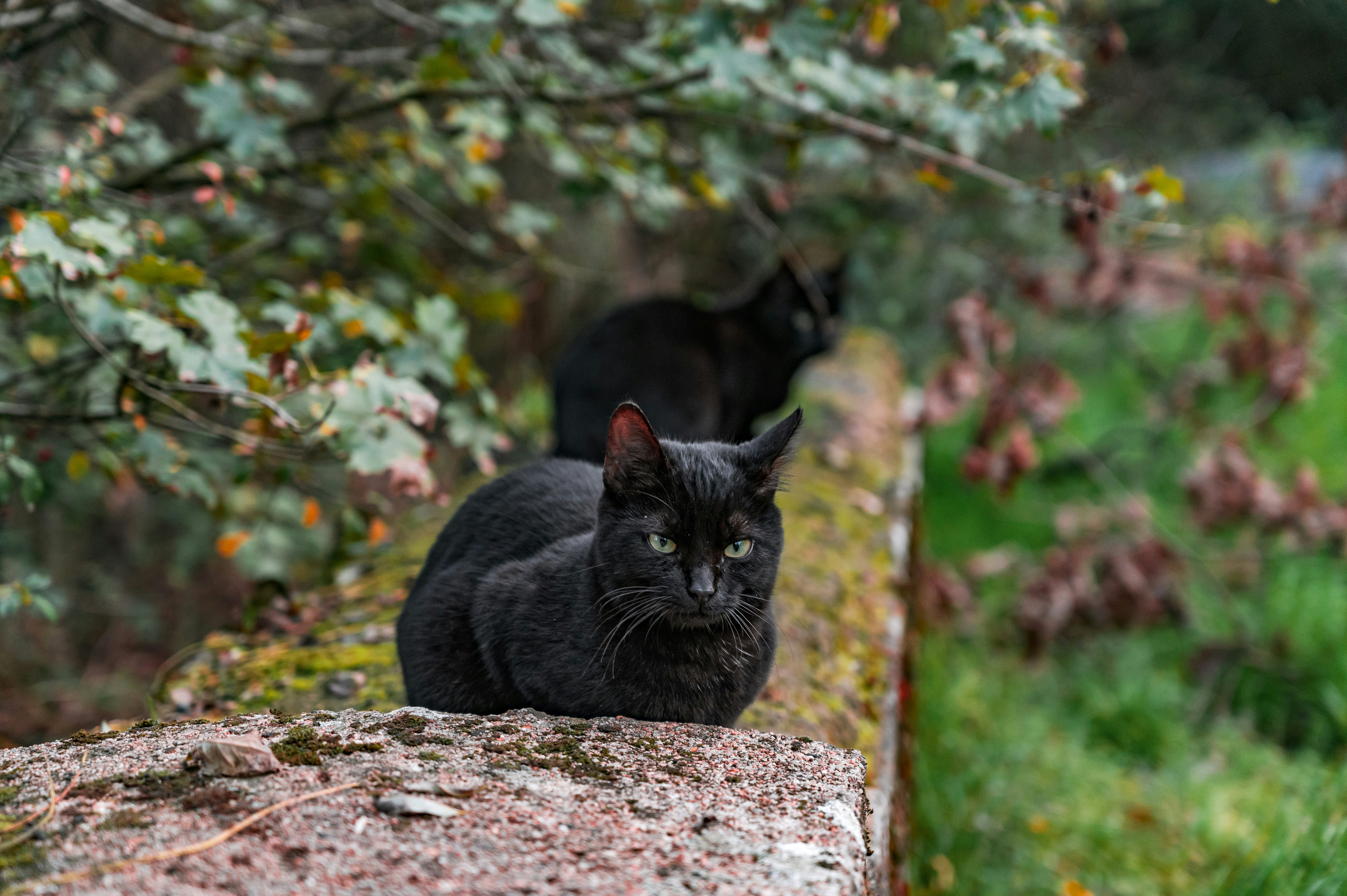 Shadow on the Stone: A Black Cat in a Garden