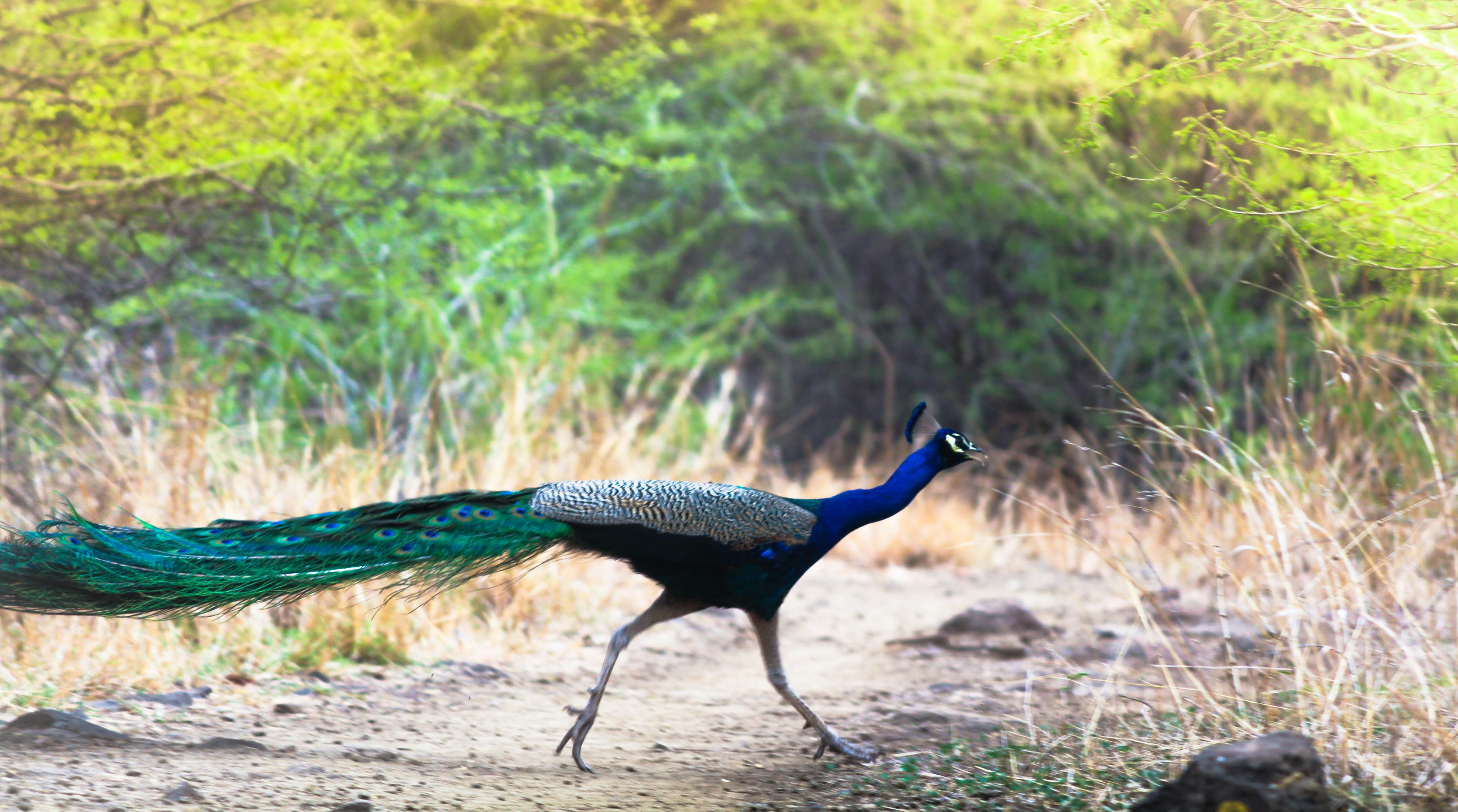 Indian Peacock Pictures | Download Free Images on Unsplash