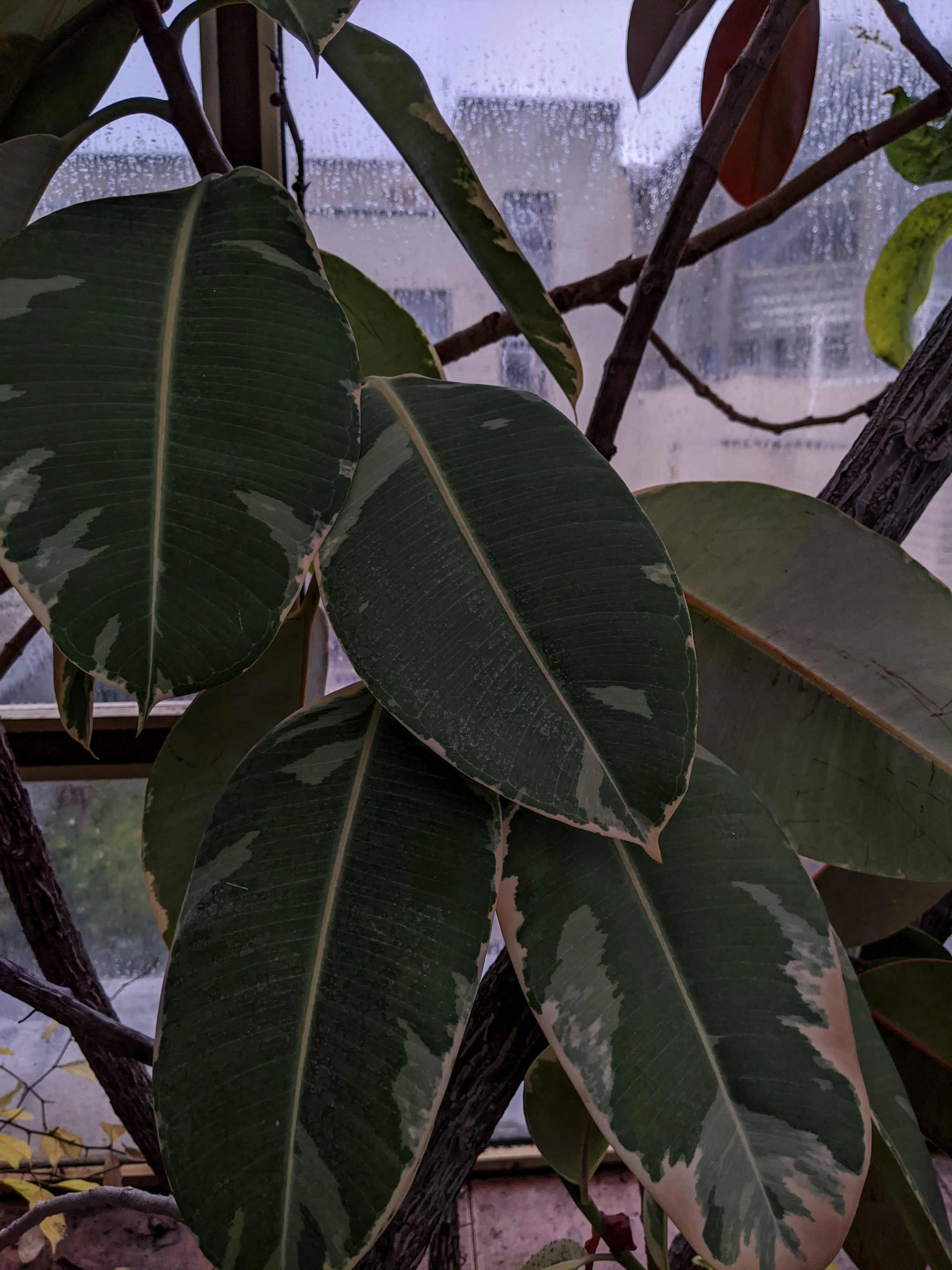 Veined Green: Close-Up of a Variegated Rubber Plant by a Rain-Streaked Window