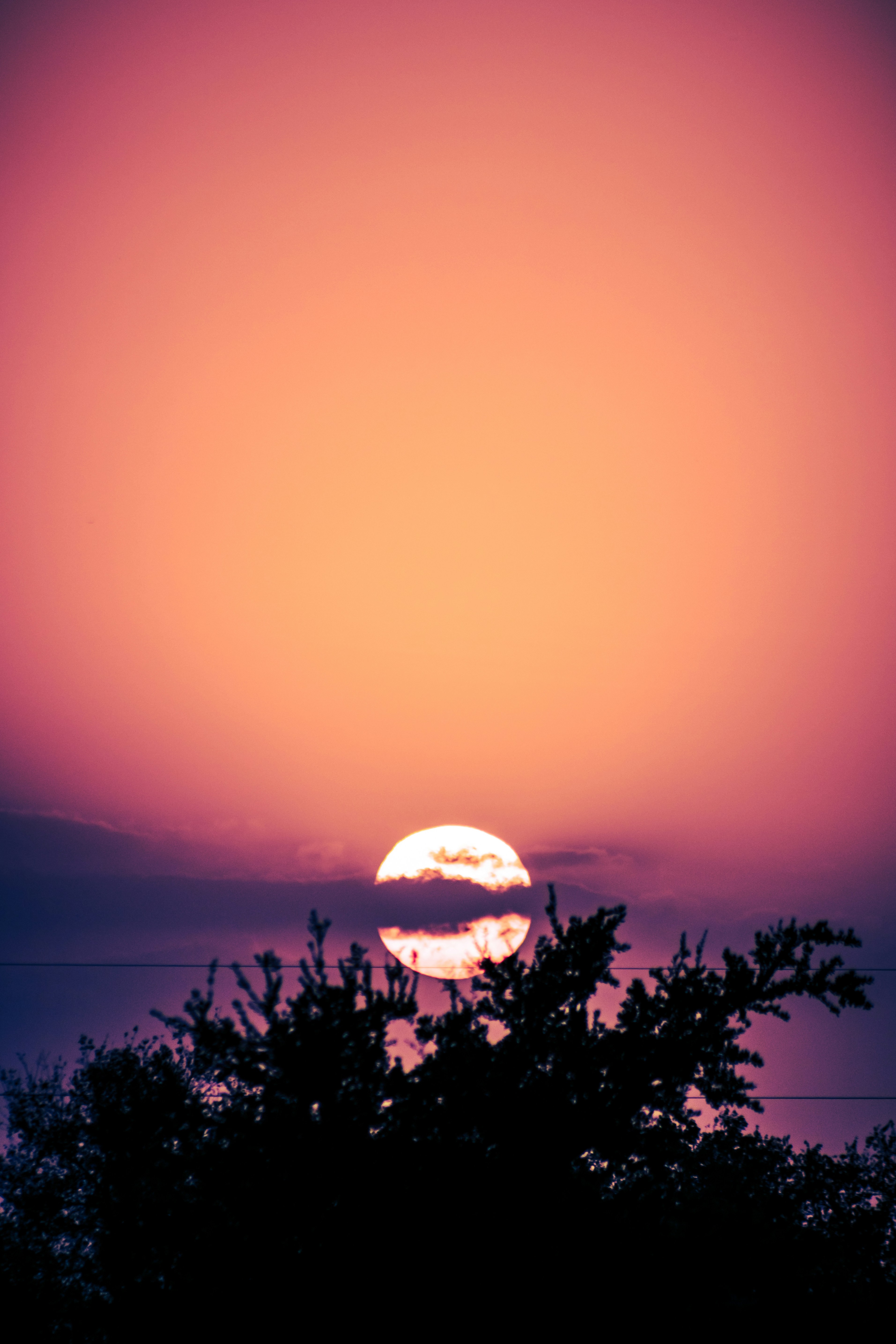 Half-Sun on a Velvet Horizon, Framed by Silhouetted Trees