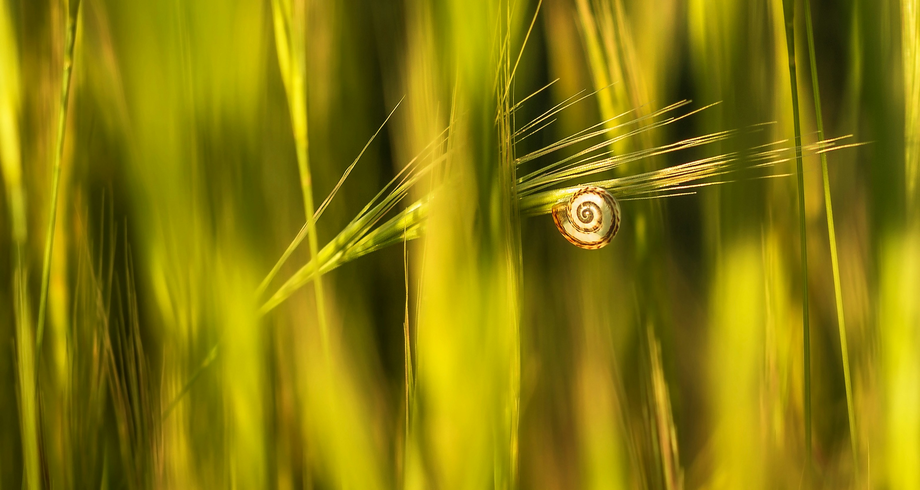 Spiral on a Stalk: A Small Voyager in a Field of Gold