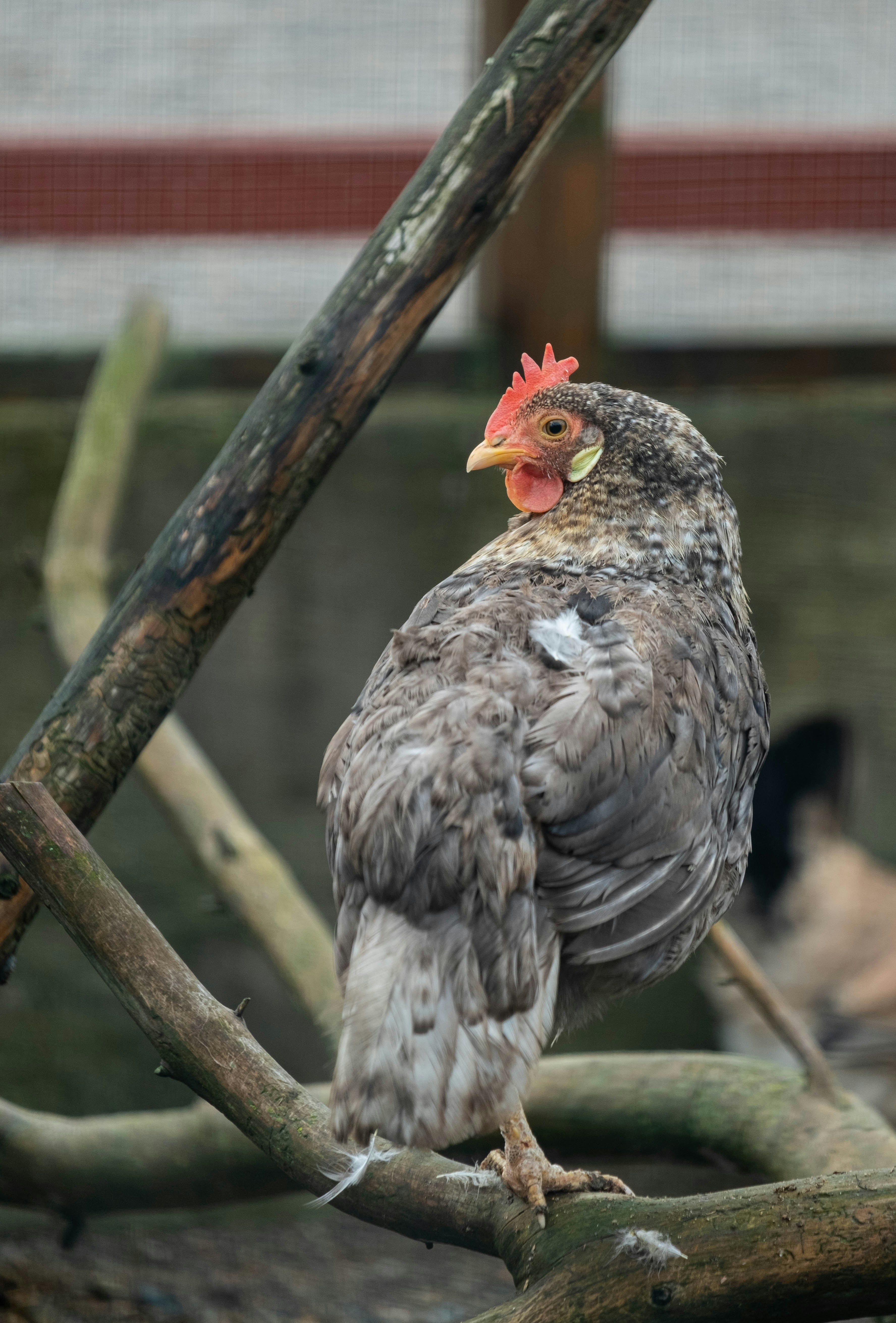 Side Eye Pictures | Download Free Images on Unsplash