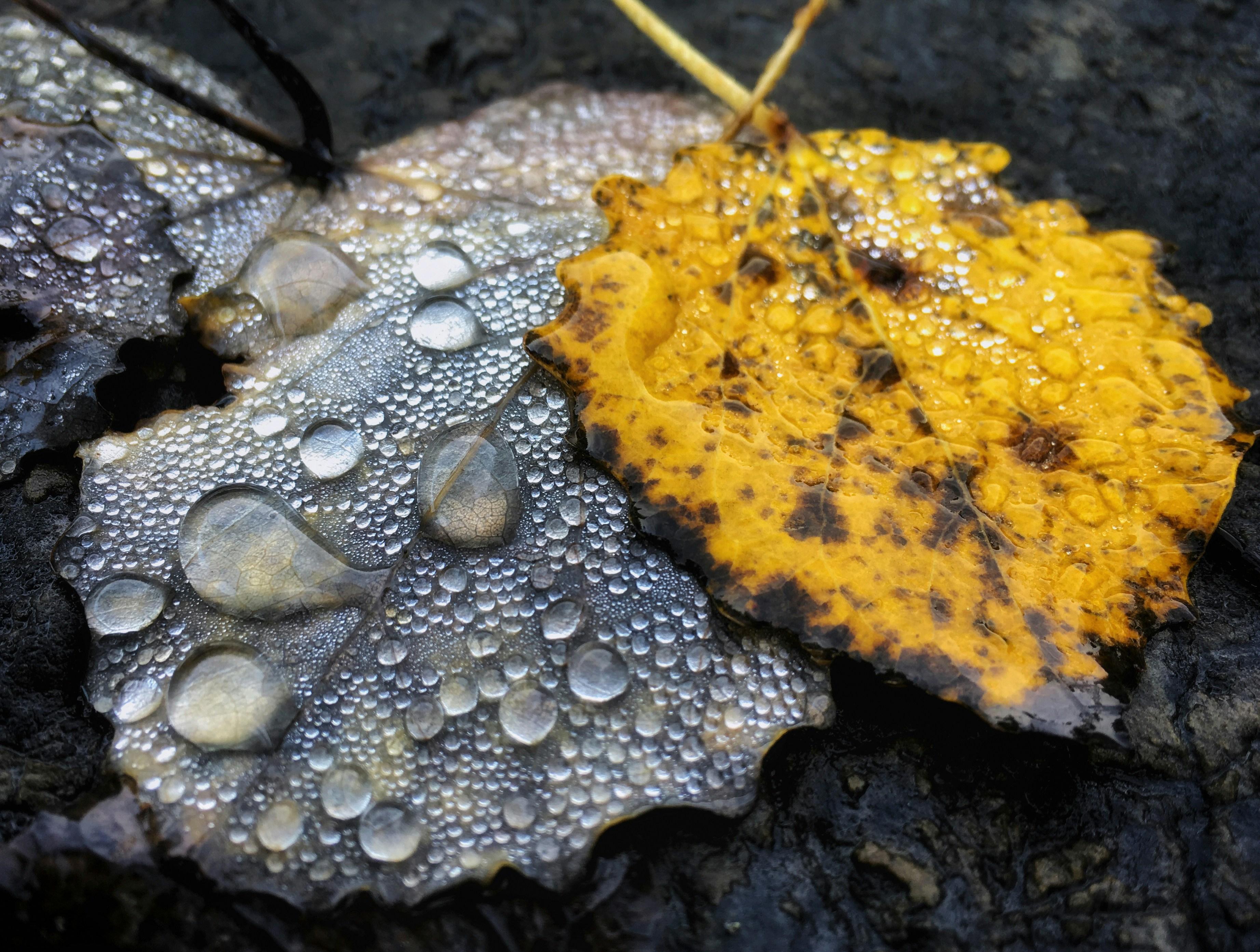Dew Beads on a Silver-Gray Leaf with a Golden Companion