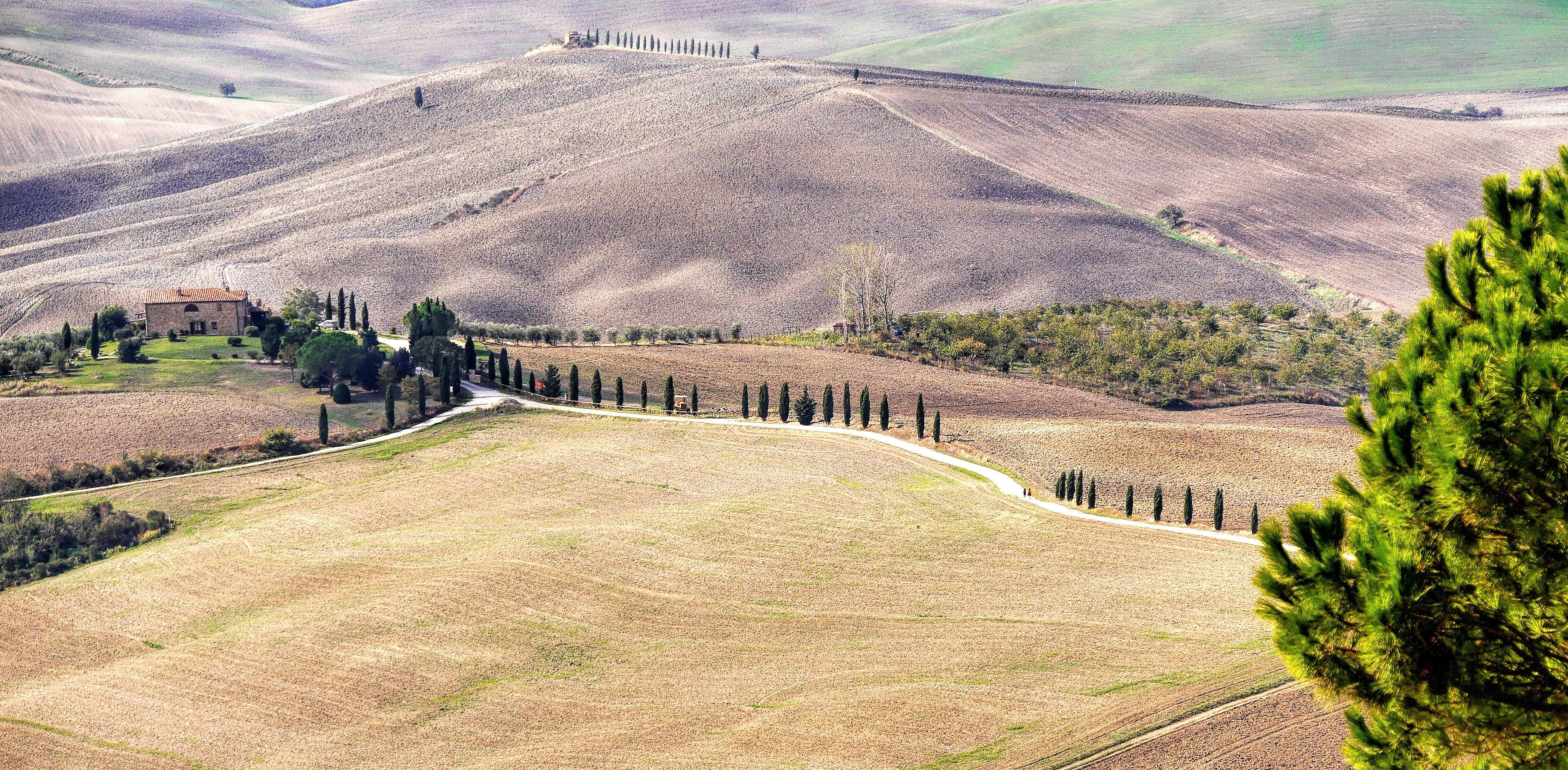Rolling hills of Tuscany with a winding road lined by cypress trees, leading to a rustic farmhouse nestled among the fields.