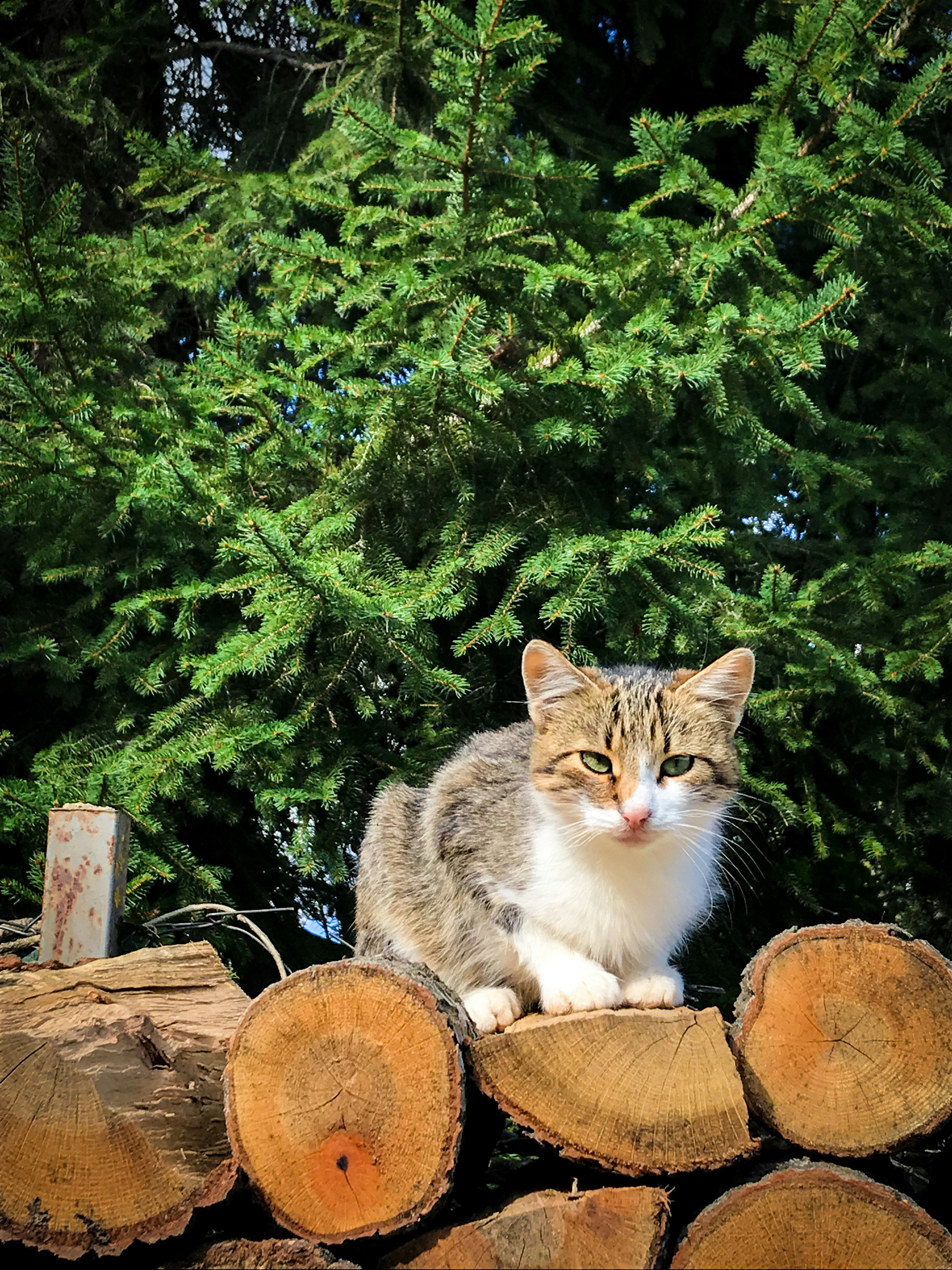 Calico cat perched on sun-warmed logs under a lush evergreen canopy