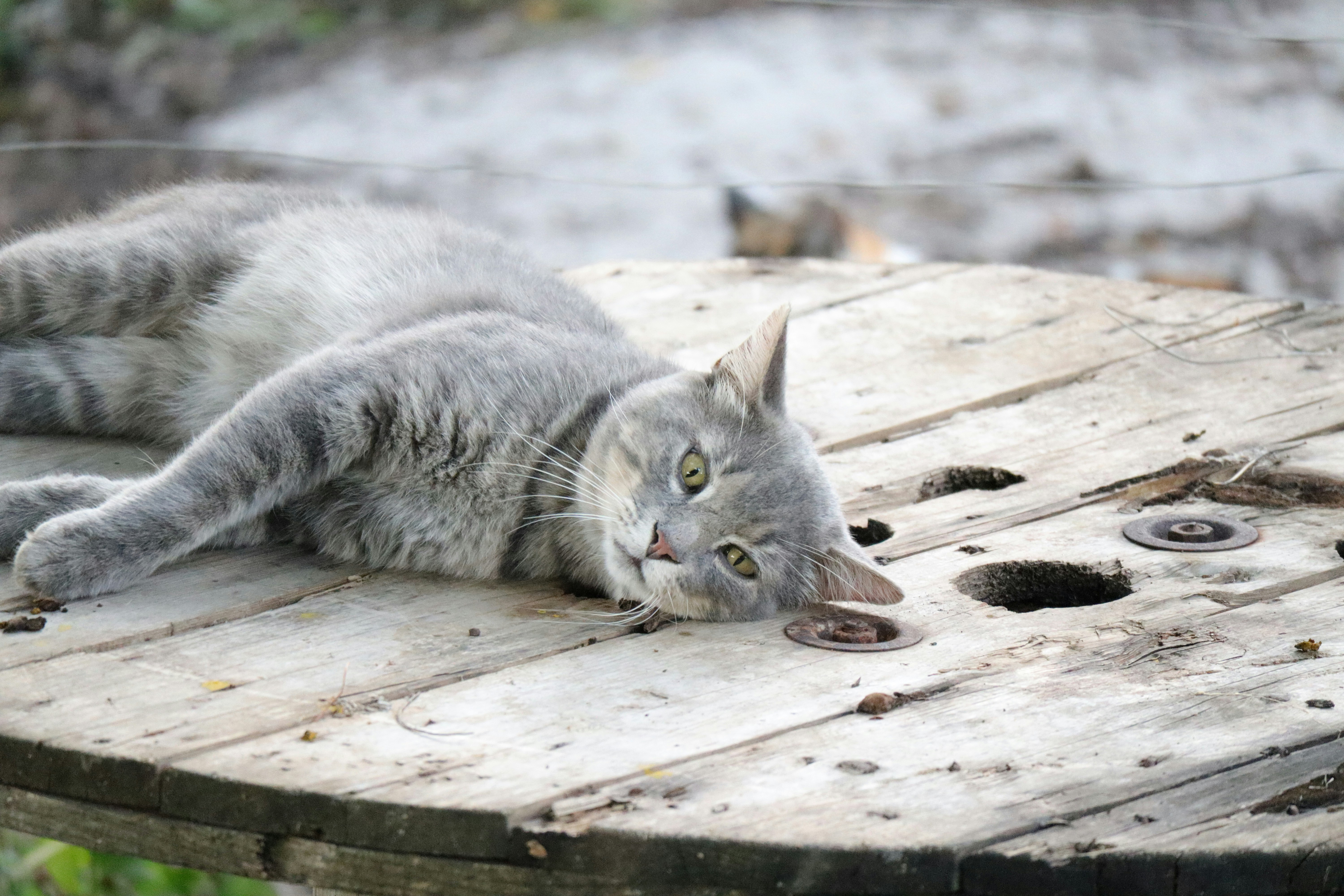Gray cat lounging on a weathered wooden spool, eyeing its surroundings with a relaxed demeanor.