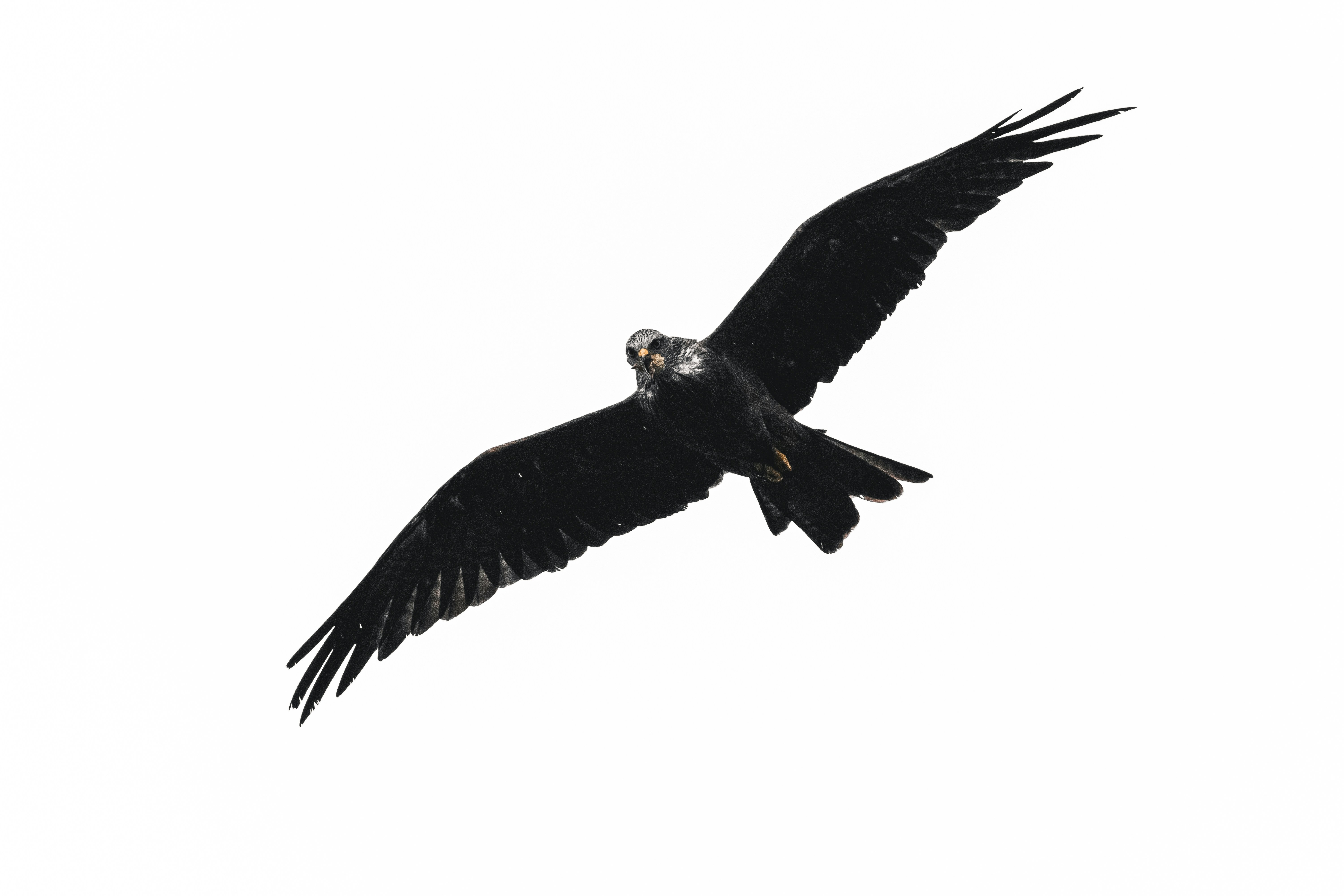 A black hawk soaring gracefully against a stark white background, showcasing its impressive wingspan and keen gaze.