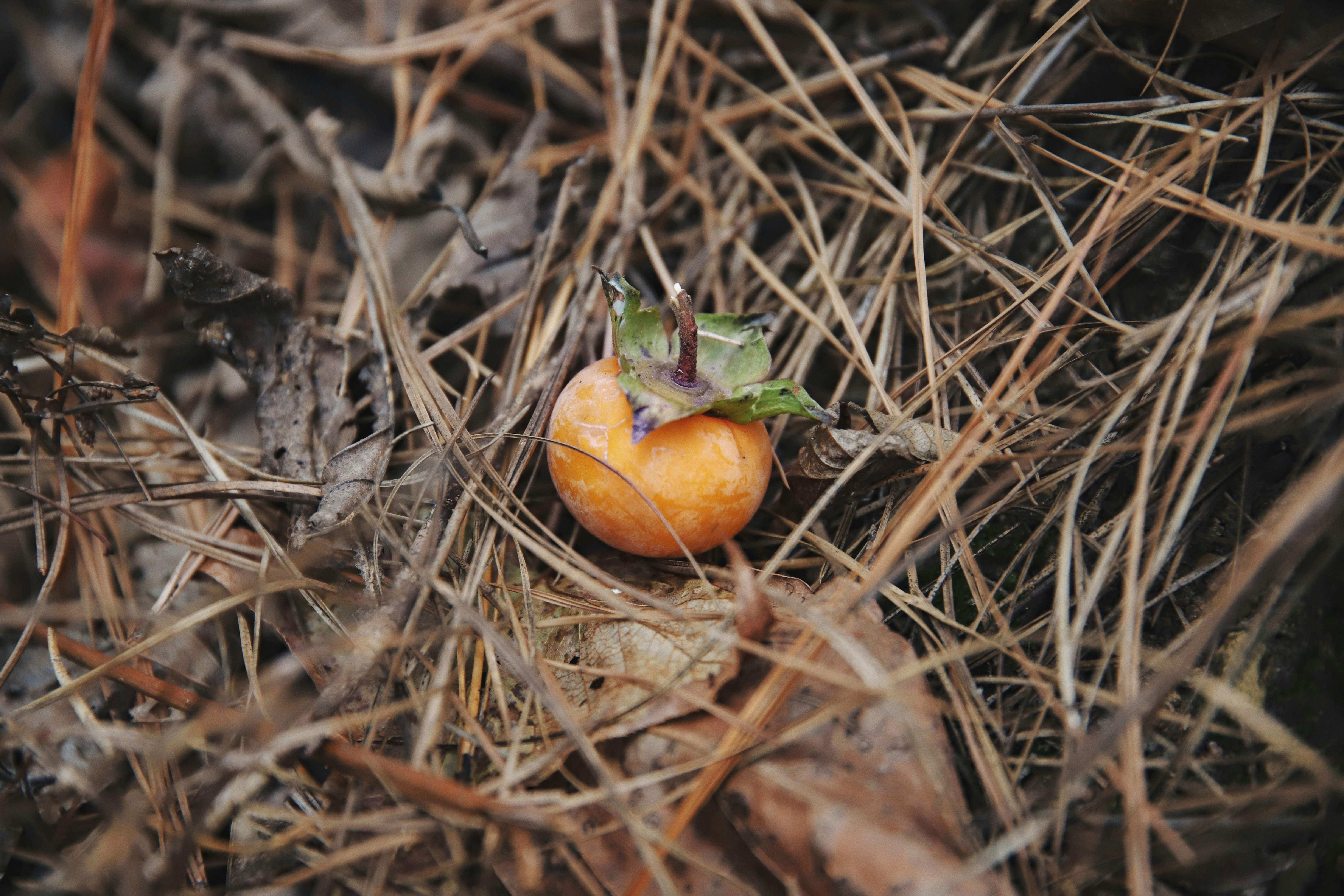 A vibrant persimmon nestled among dry pine needles and fallen leaves, showcasing nature's intricate details and textures.