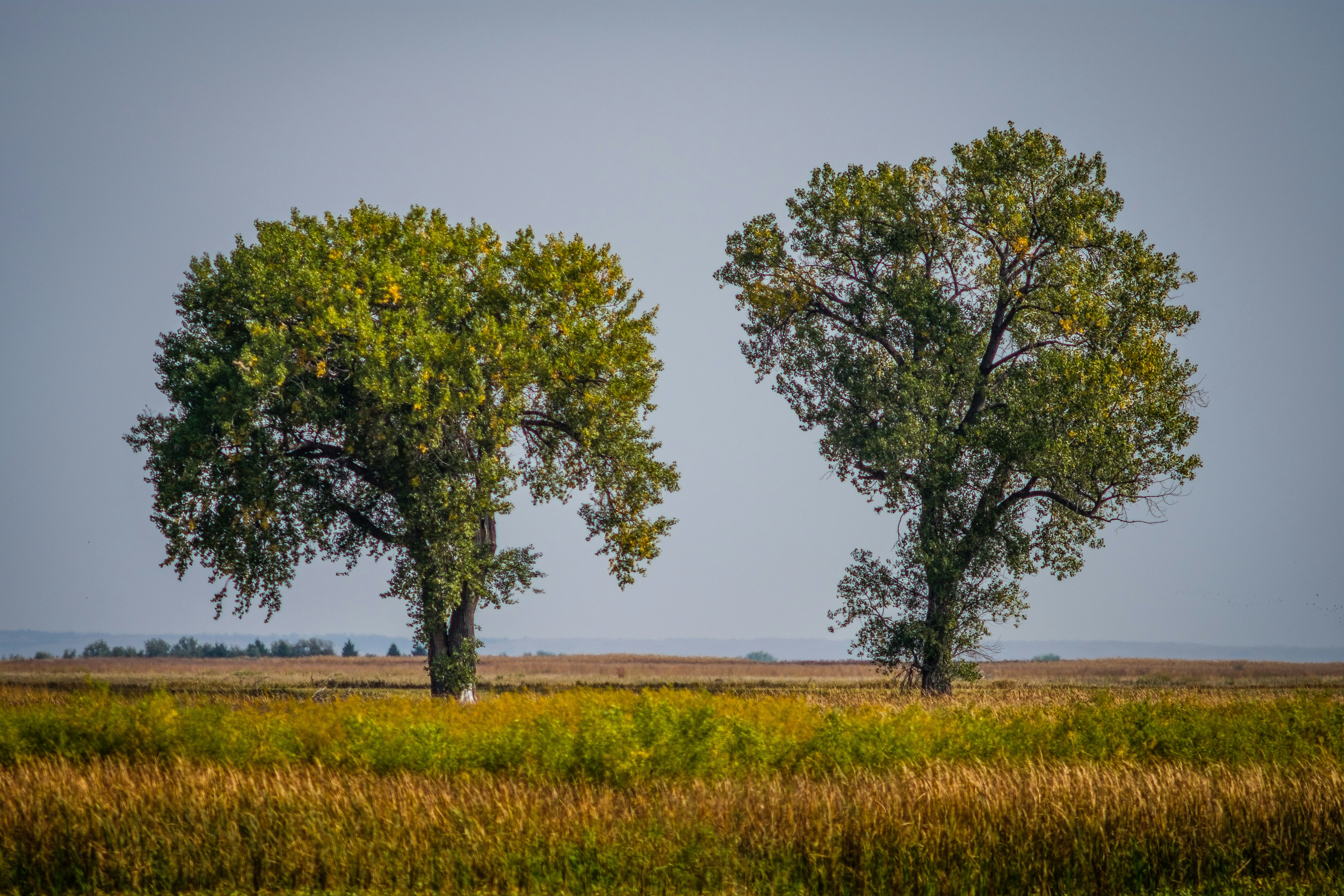 Two Trees Pictures | Download Free Images on Unsplash