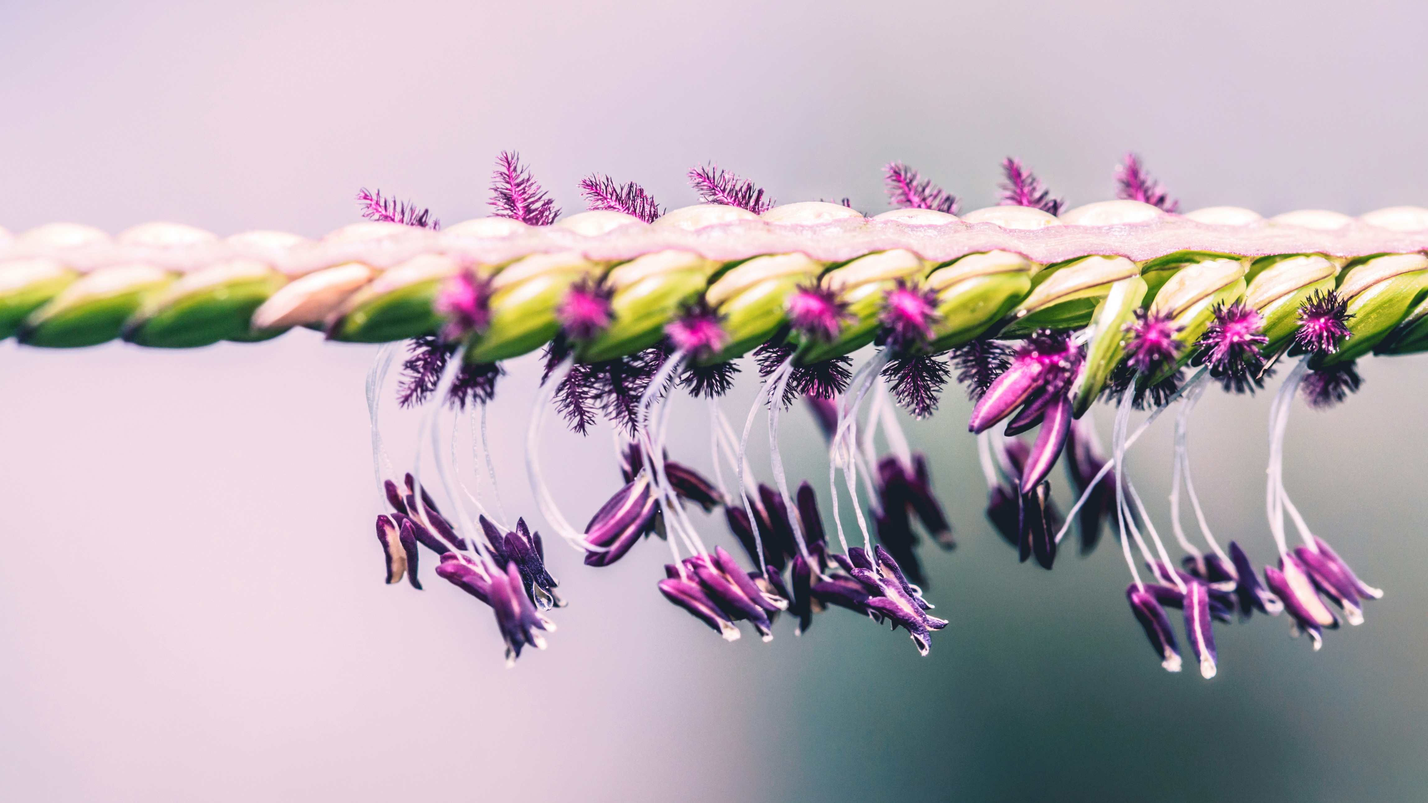 Braided Green Stem, Purple Stamens Fringe: A Macro Moment