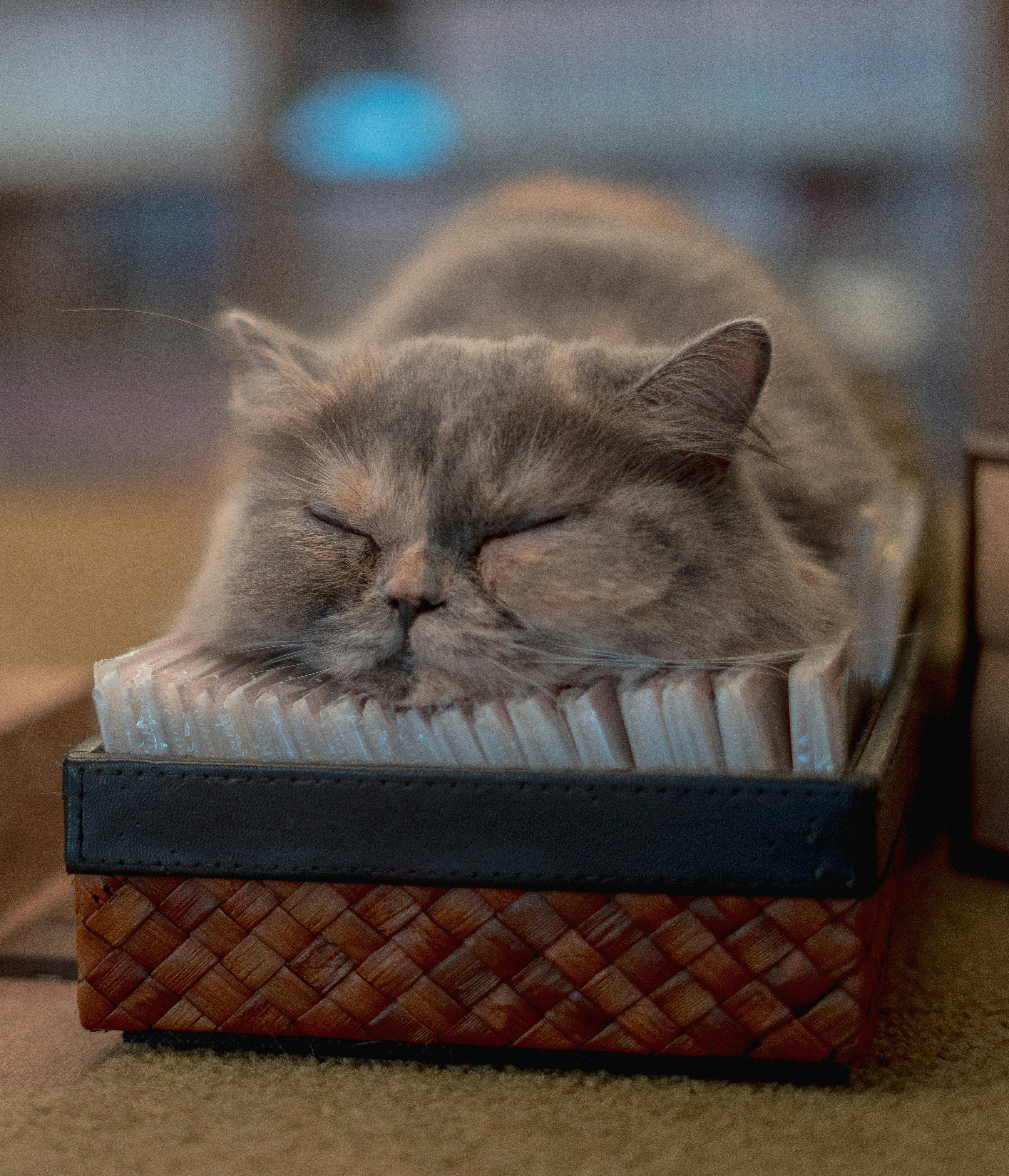 Cozy Cat Nap on a Woven Bristle Pillow