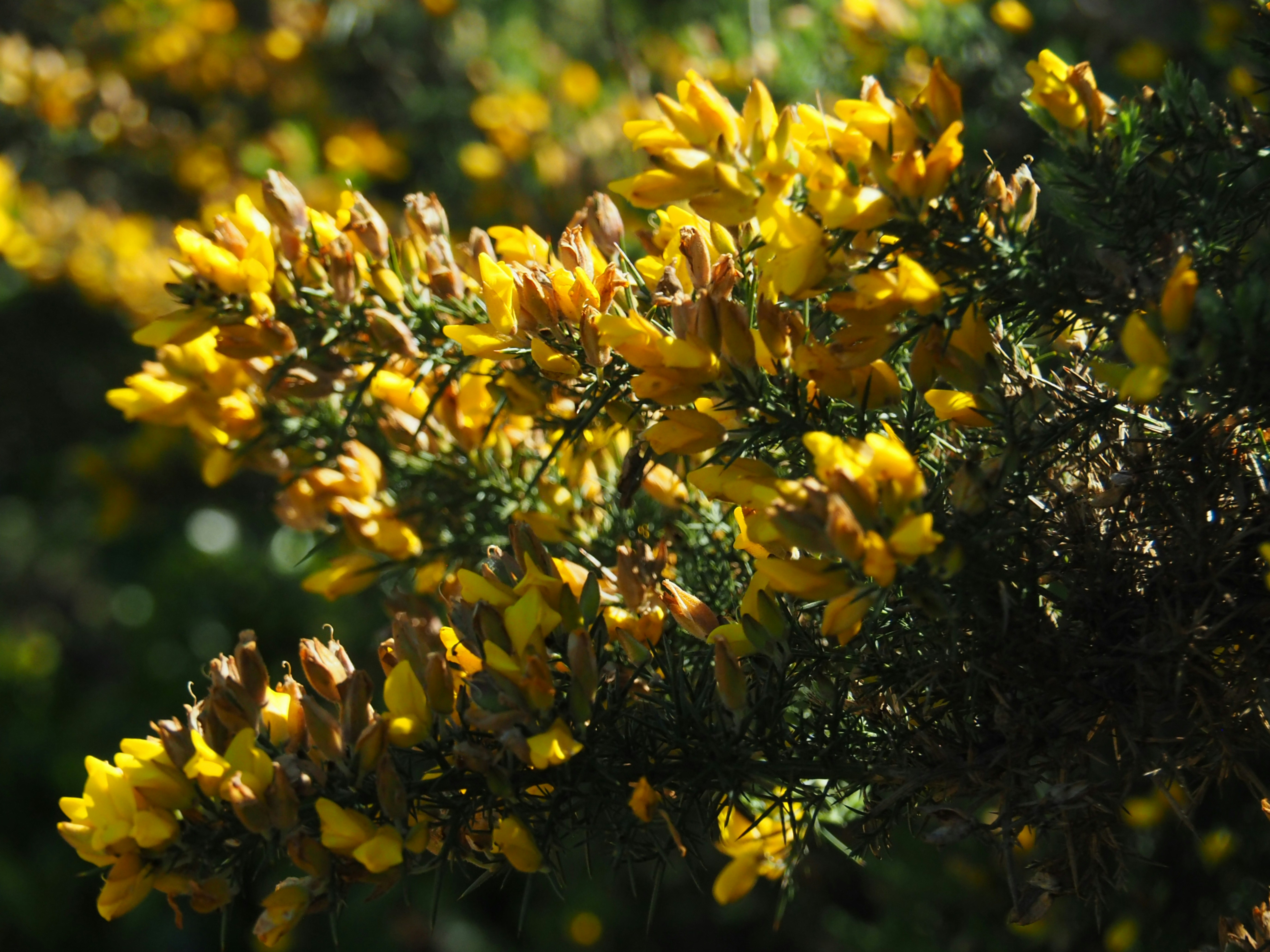 Gorse Pictures | Download Free Images on Unsplash