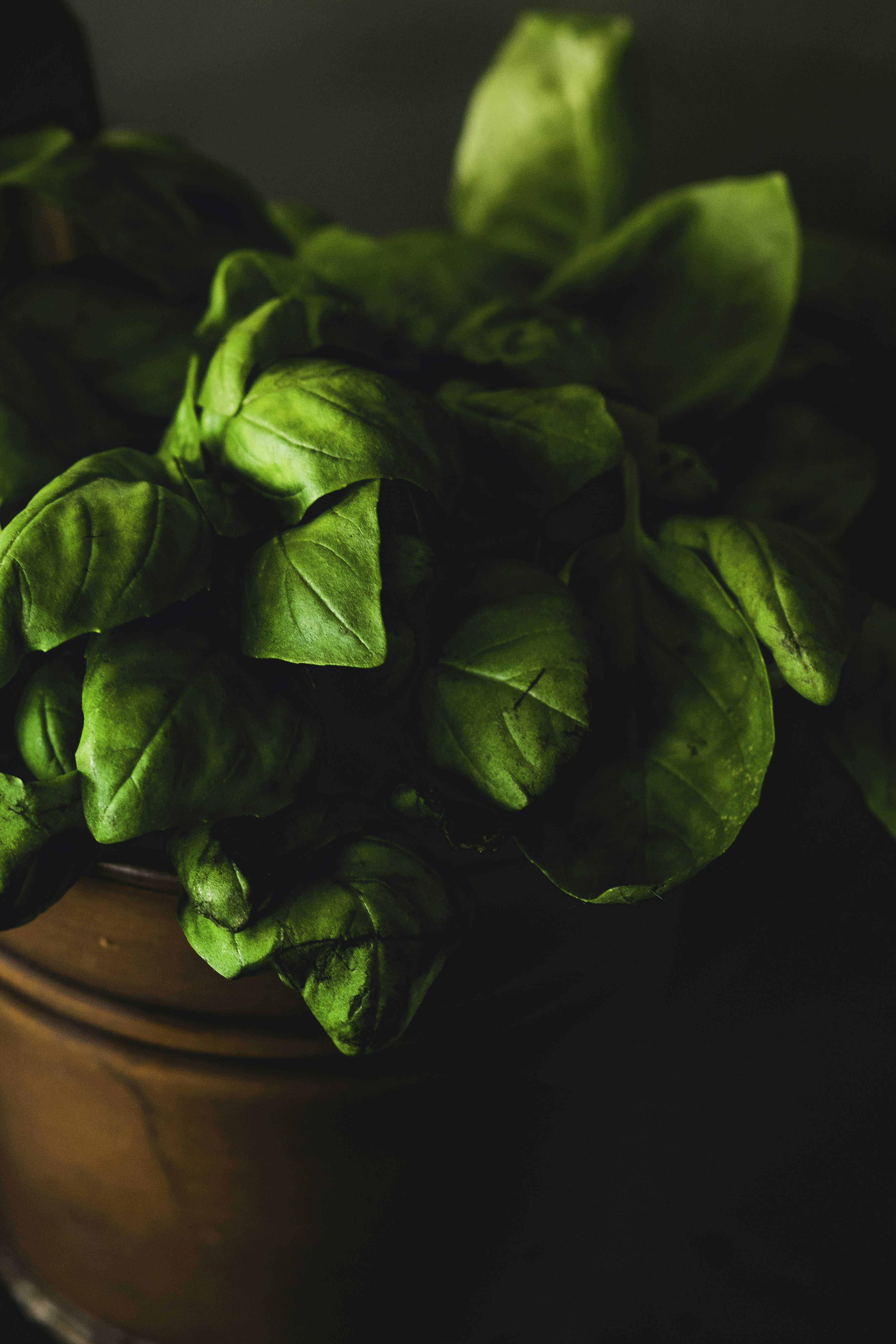 Lush basil leaves cascading from a rustic pot, embodying freshness and vitality.