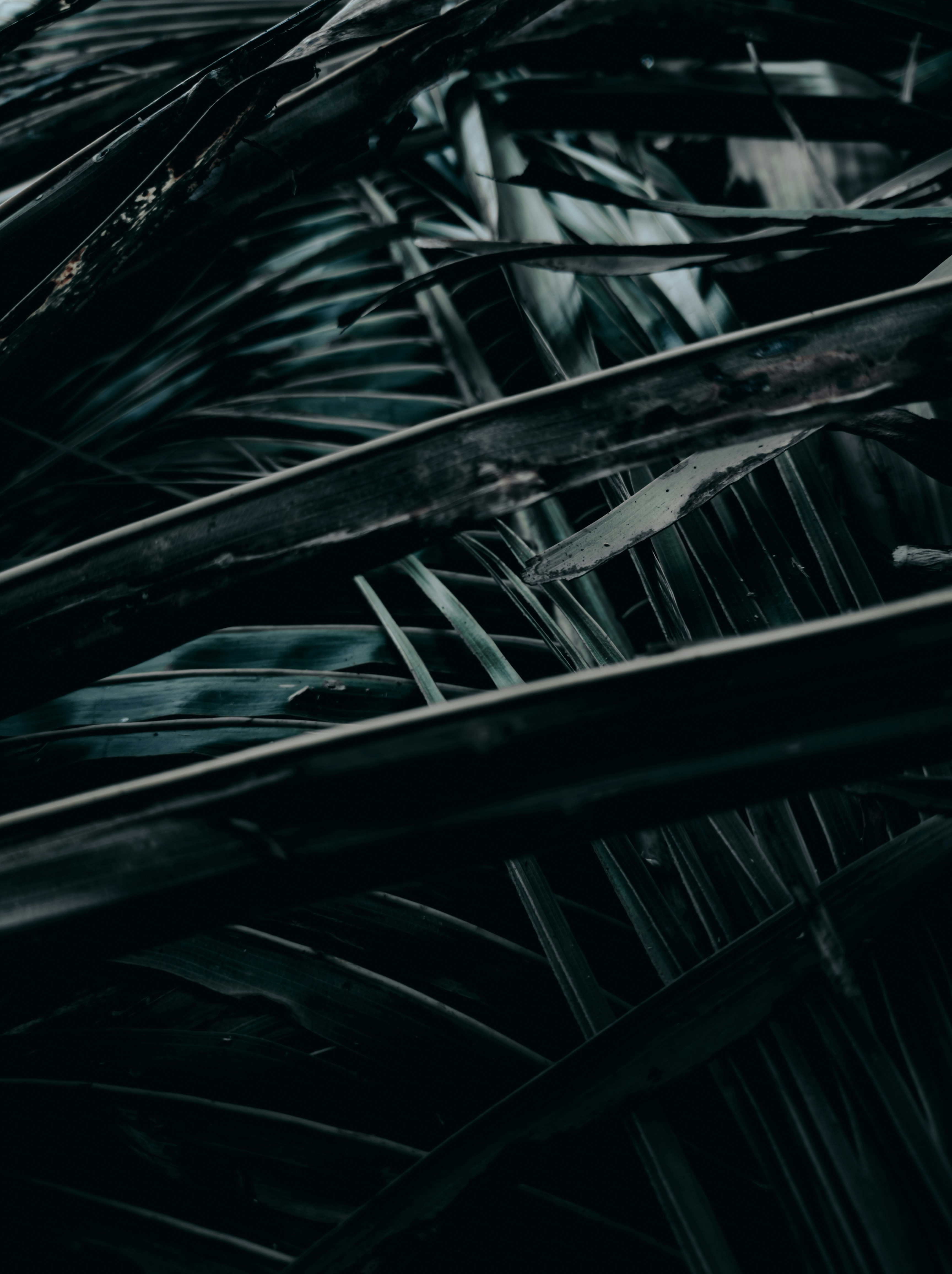 Grayscale photo of banana leaves photo – Free Kerala Image on Unsplash