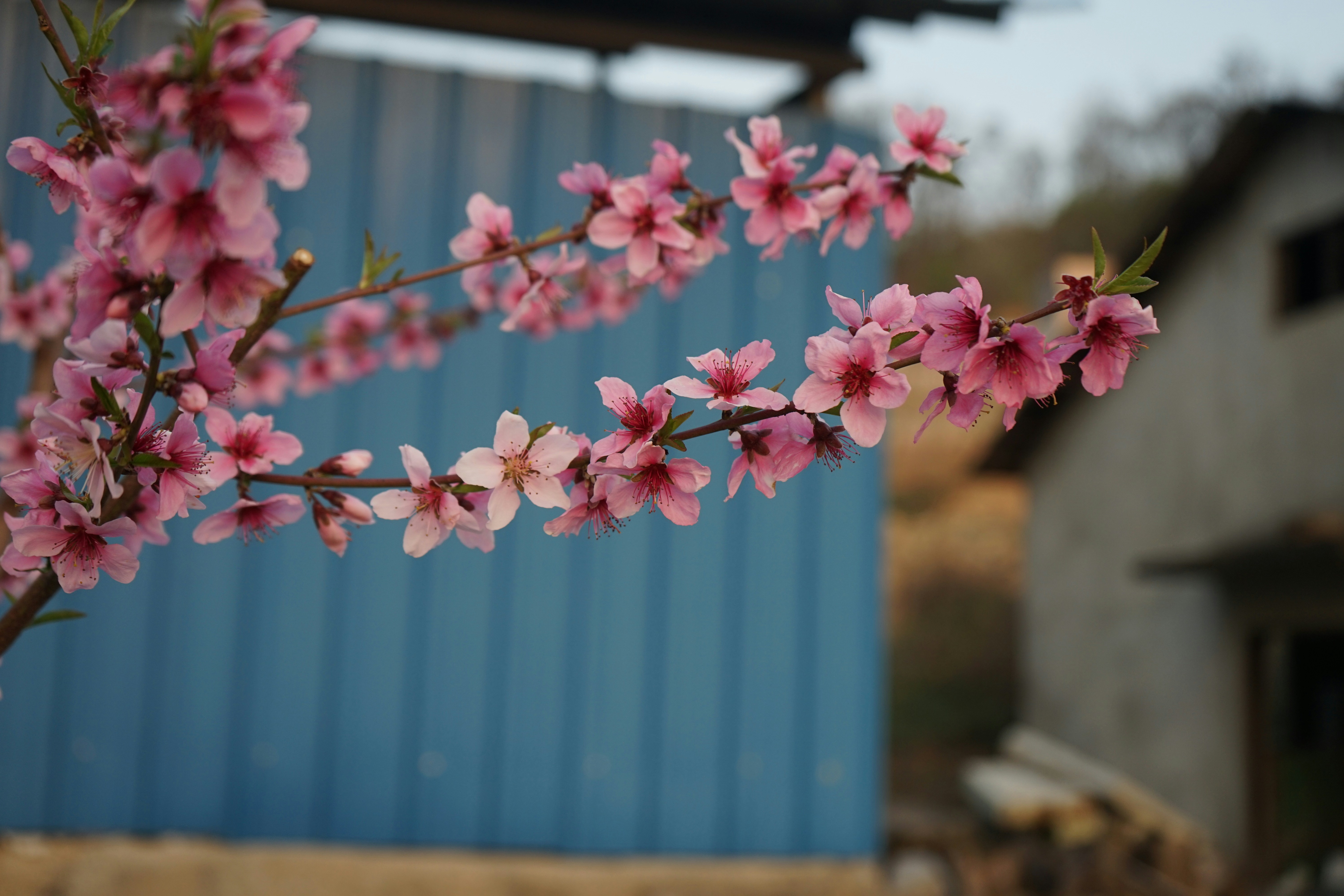Delicate pink cherry blossoms gracefully extend towards a rustic blue wall, capturing the essence of spring's arrival.
