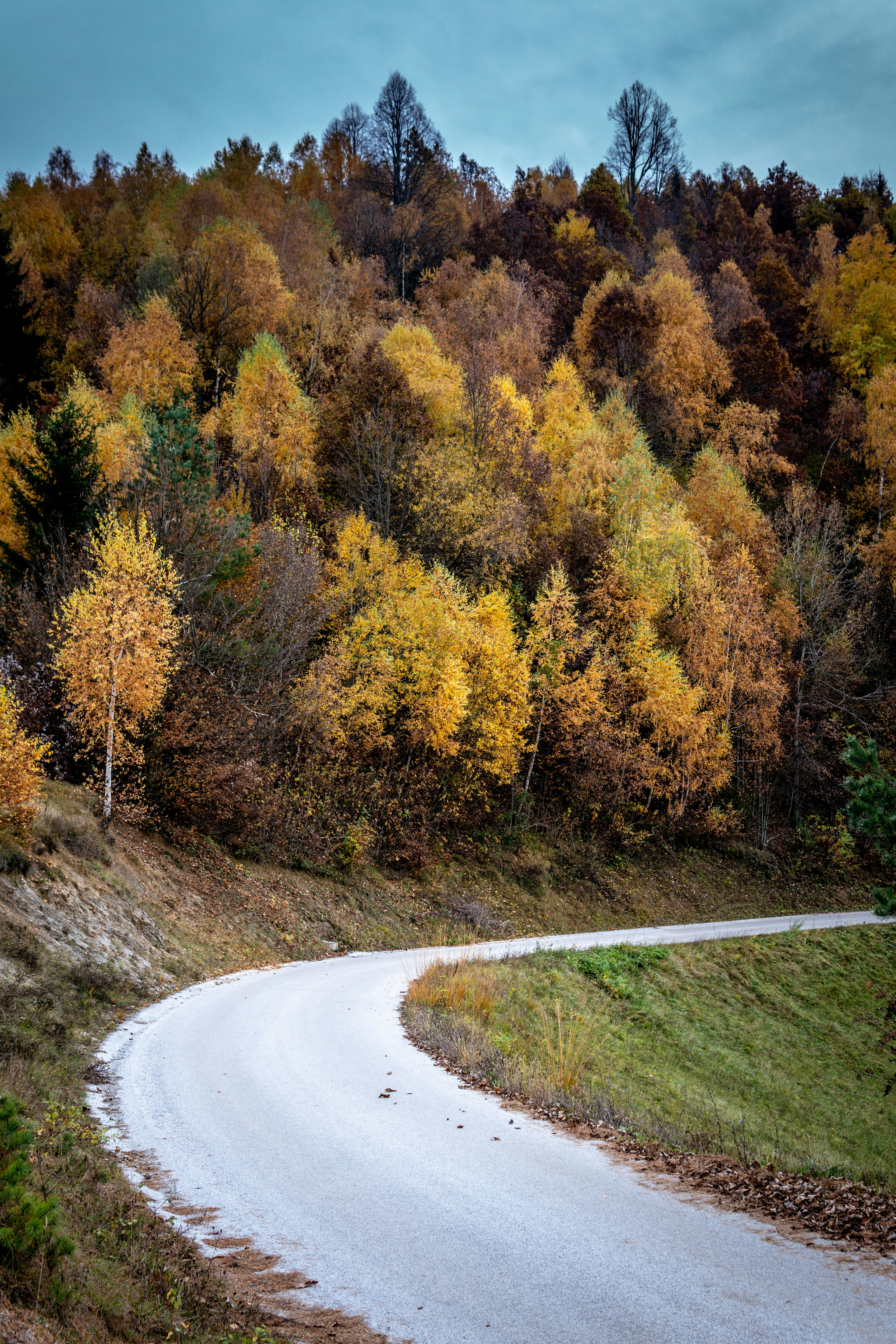 Curved road meandering through a vibrant forest adorned with autumn foliage in shades of gold and brown.