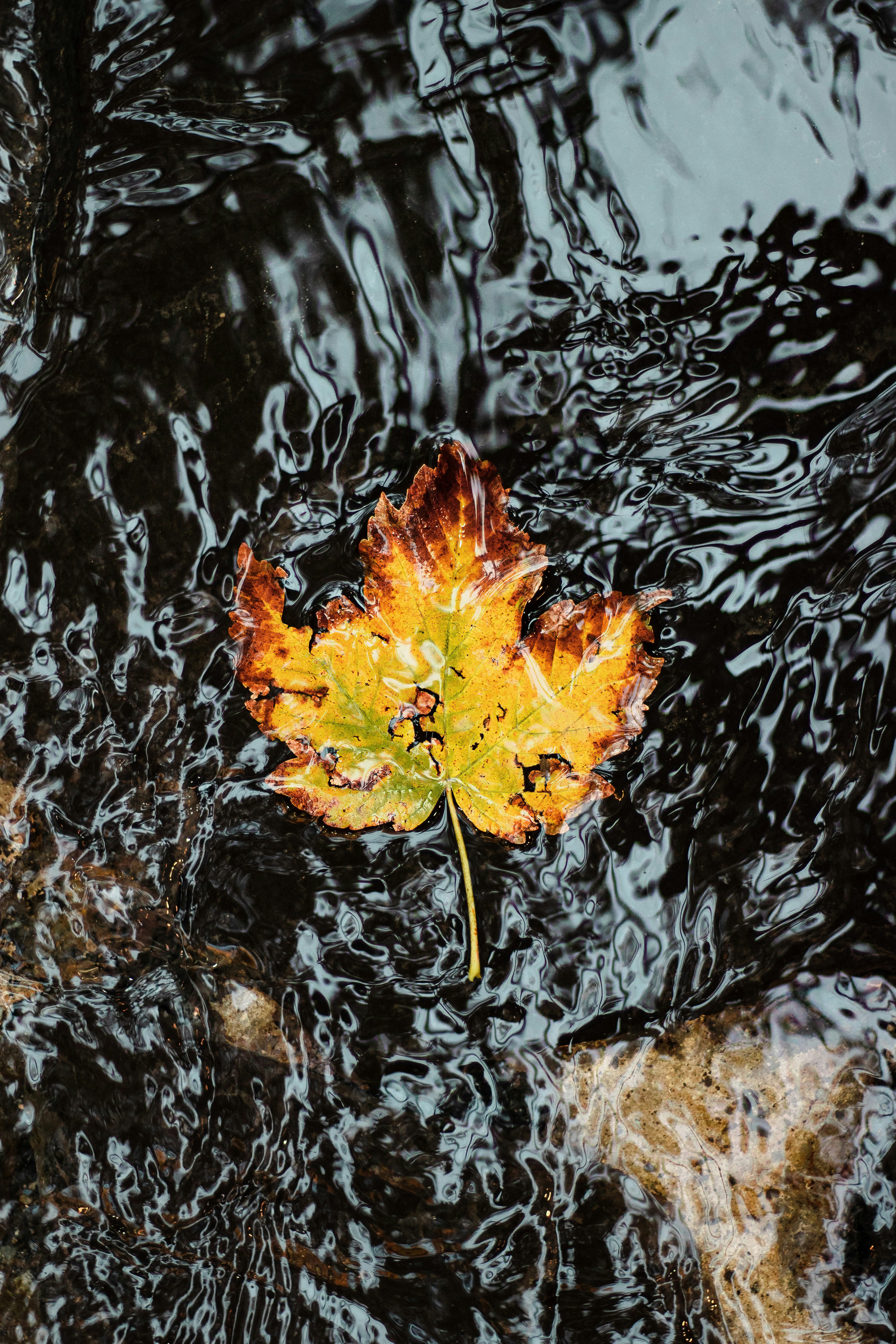 Autumn's Reflection: A Leaf's Journey