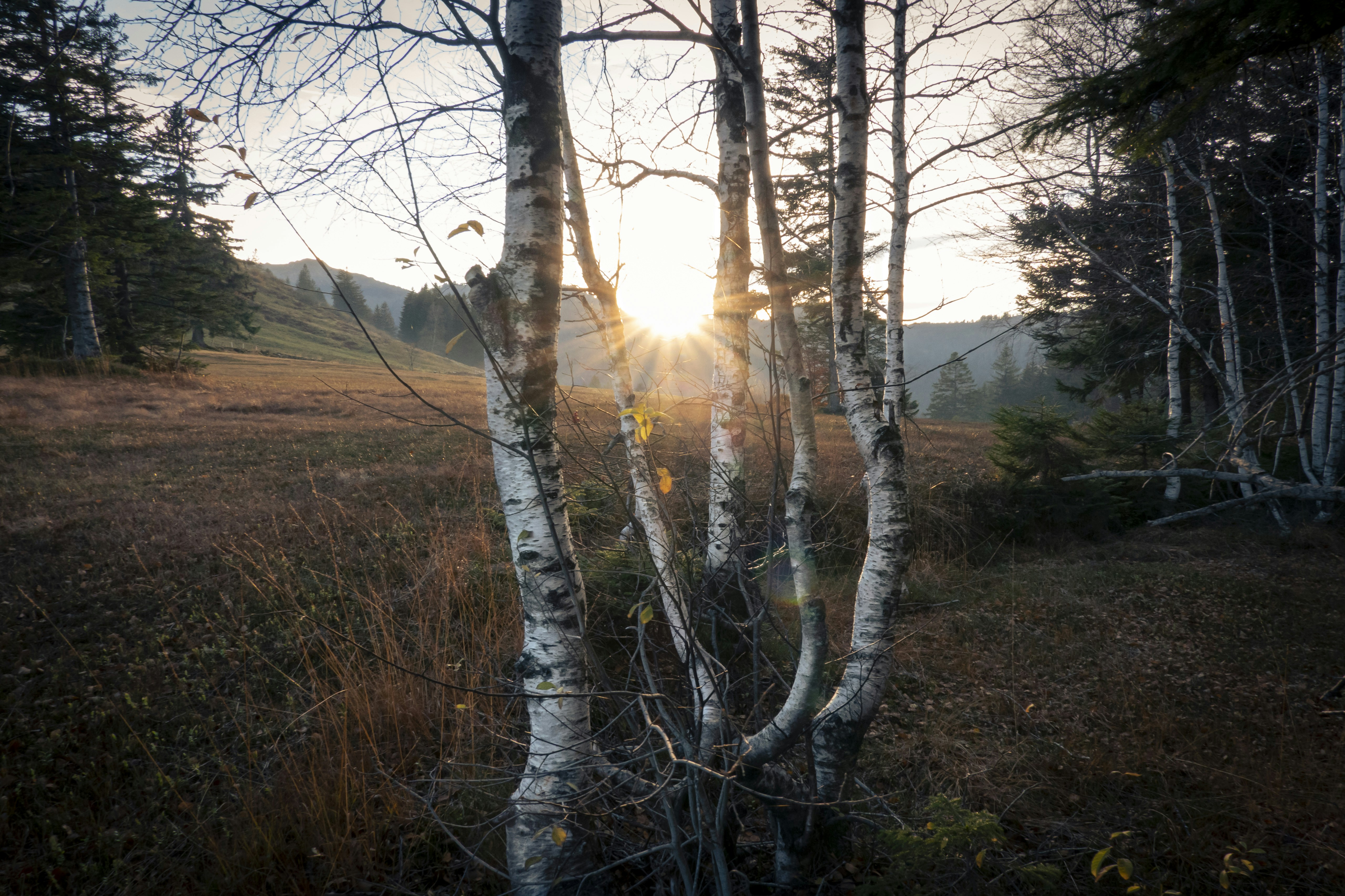 Dawn Framing: Sunlight Through Birch Trunks in an Open Moor
