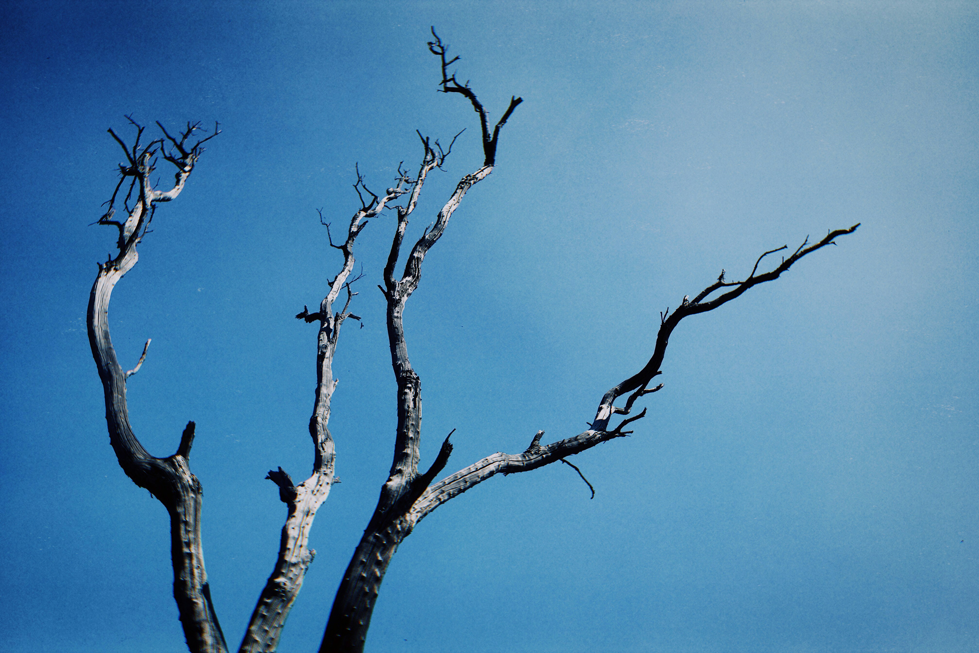 Bare tree branches reaching towards a clear blue sky, showcasing nature's resilience and elegance.