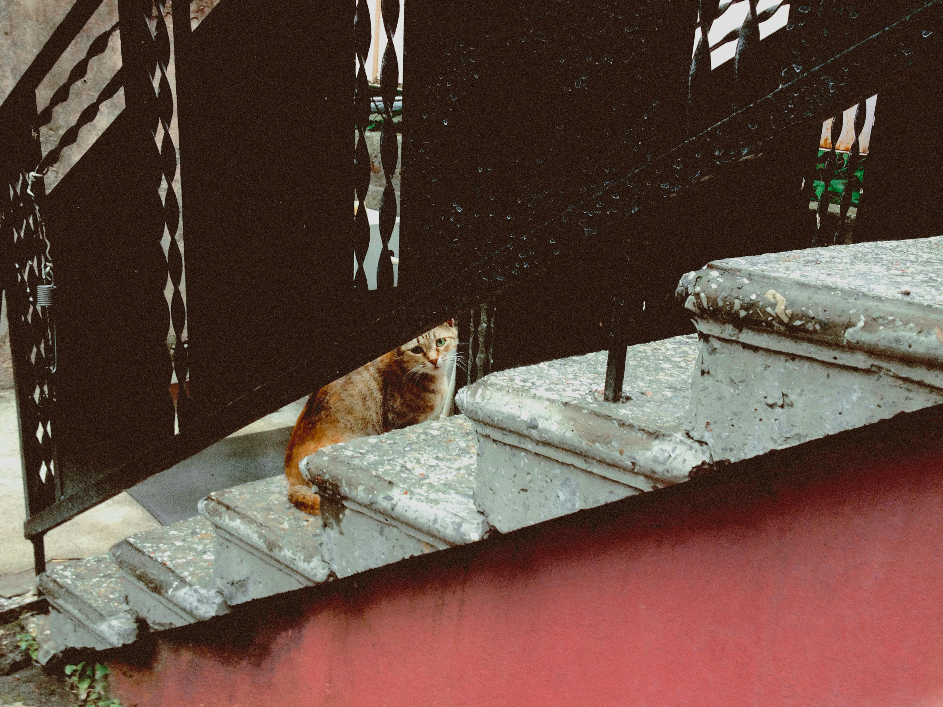 Glimpse of a Hidden Cat on the Staircase Behind Wrought-Iron Railings