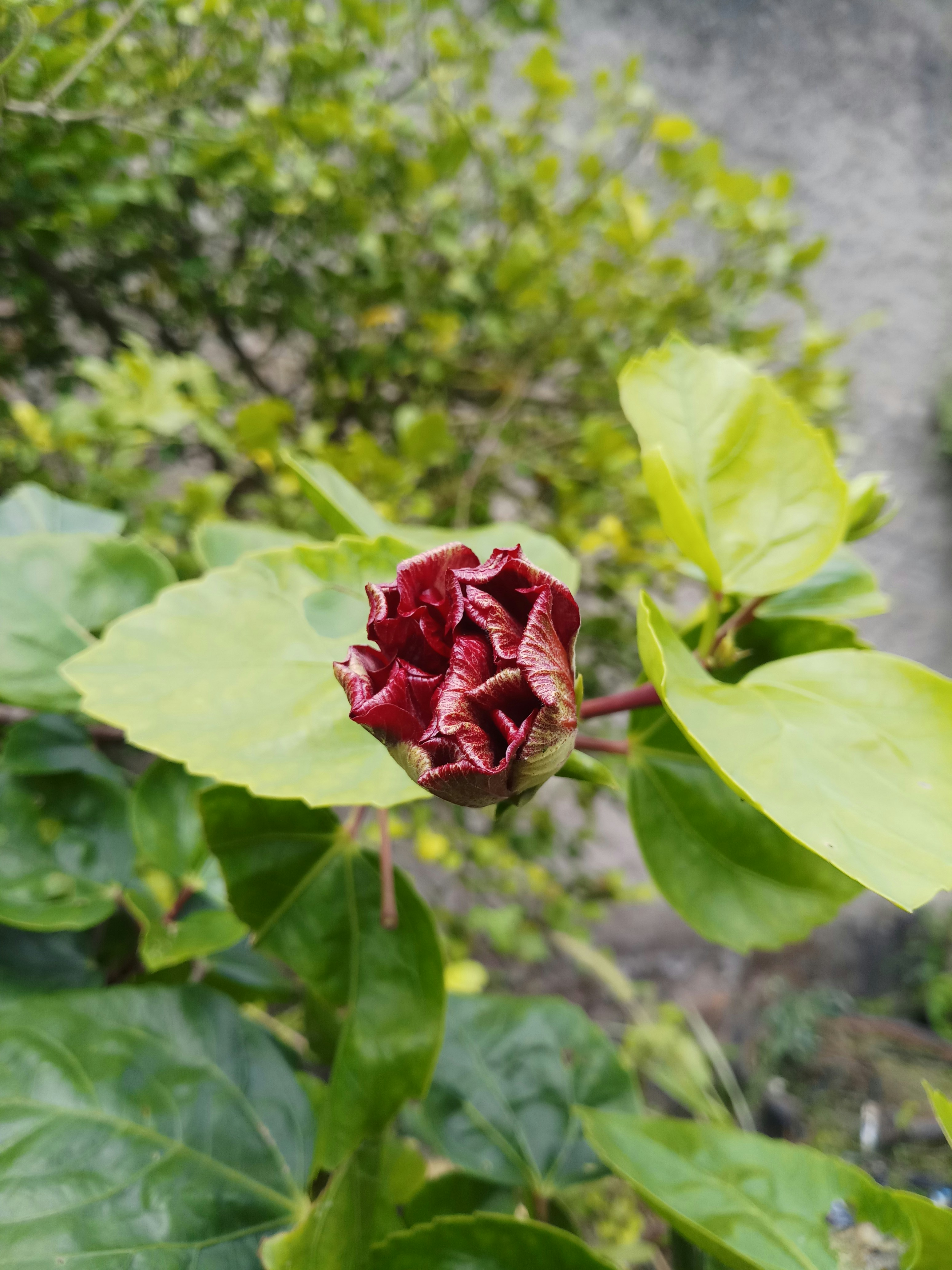 Close-up photograph of a deep red flower bud with ruffled petals, surrounded by bright green leaves in a garden.