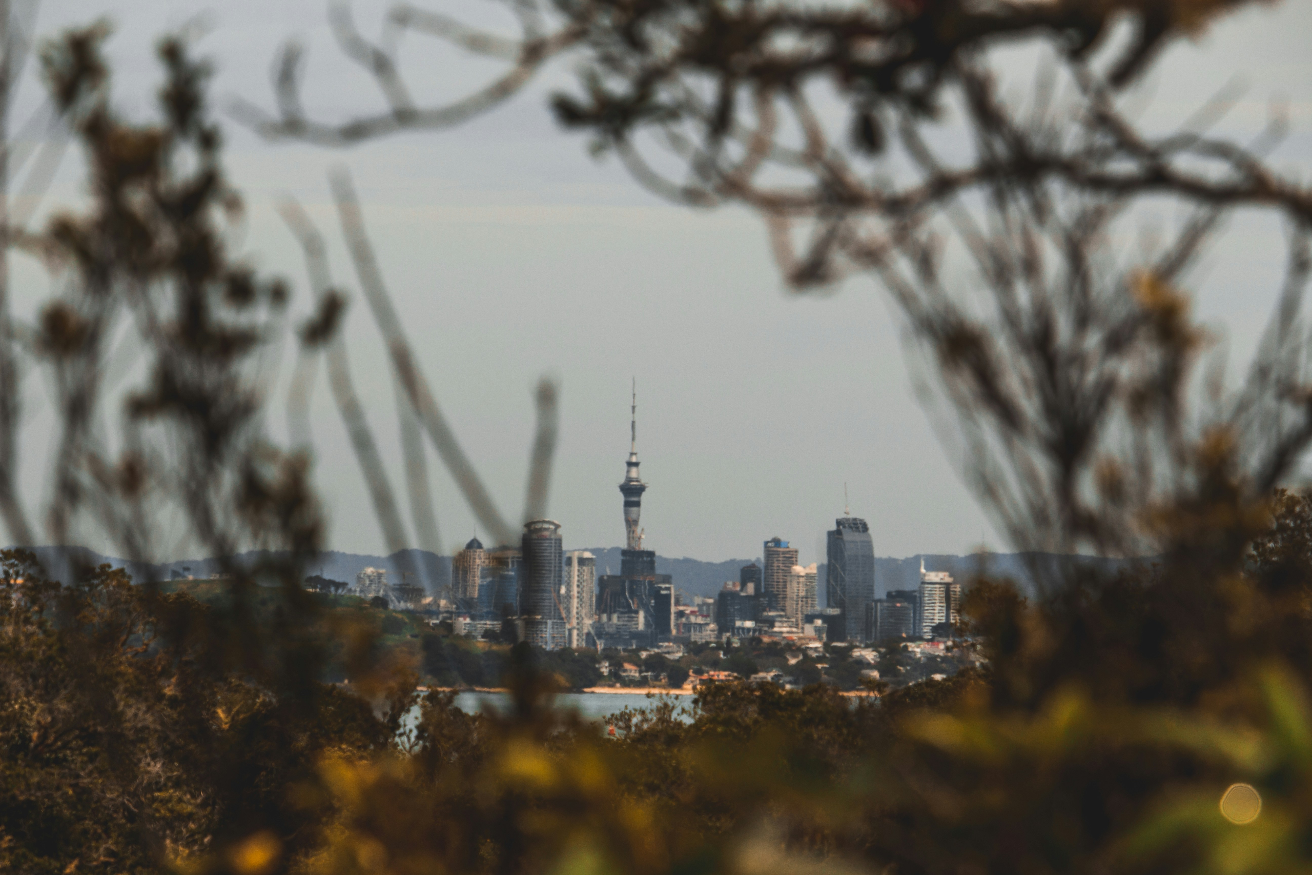 Urban Silhouette Framed by Nature