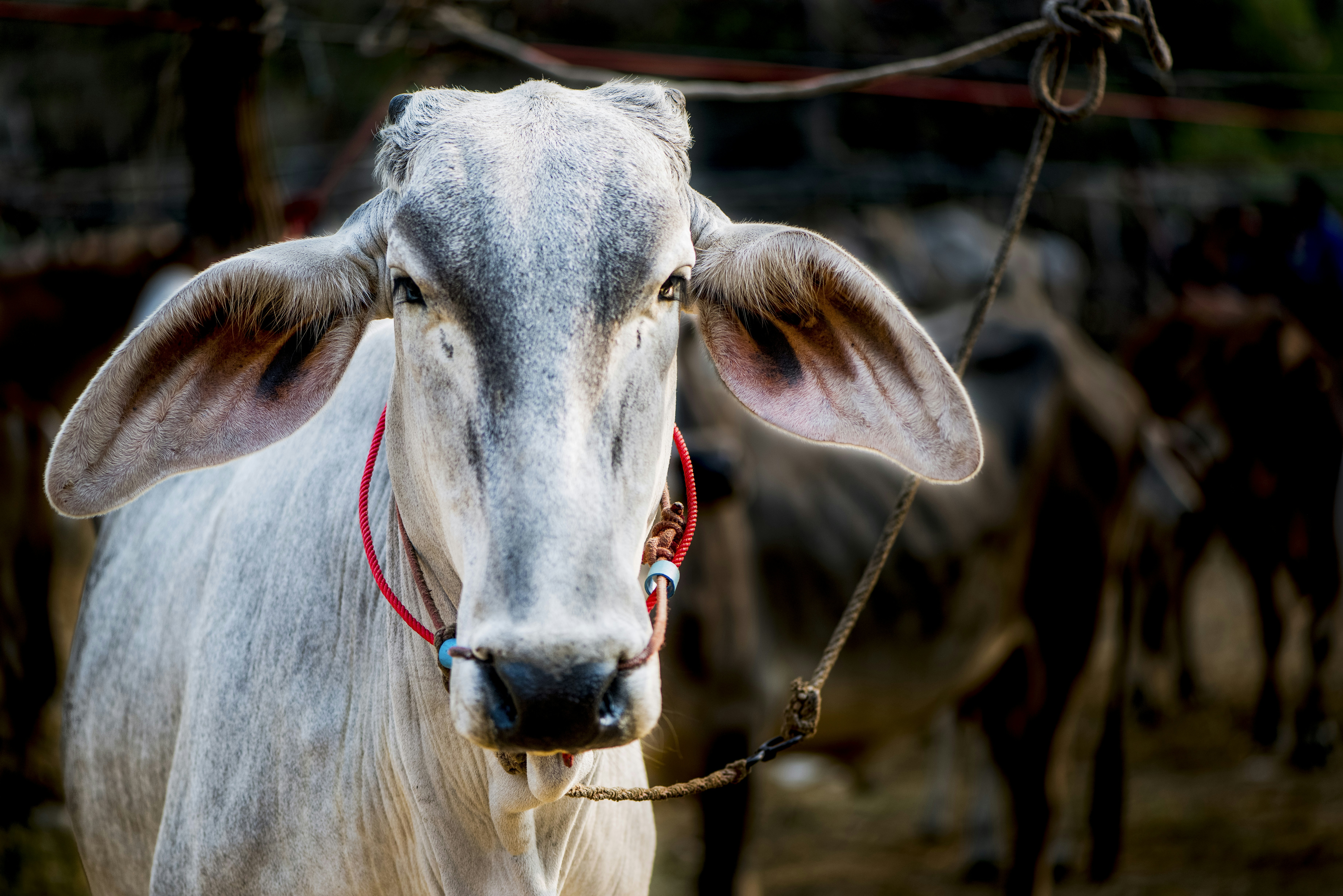 Foto Vaca marrón con correa roja y blanca en el cuello – Imagen Gris ...