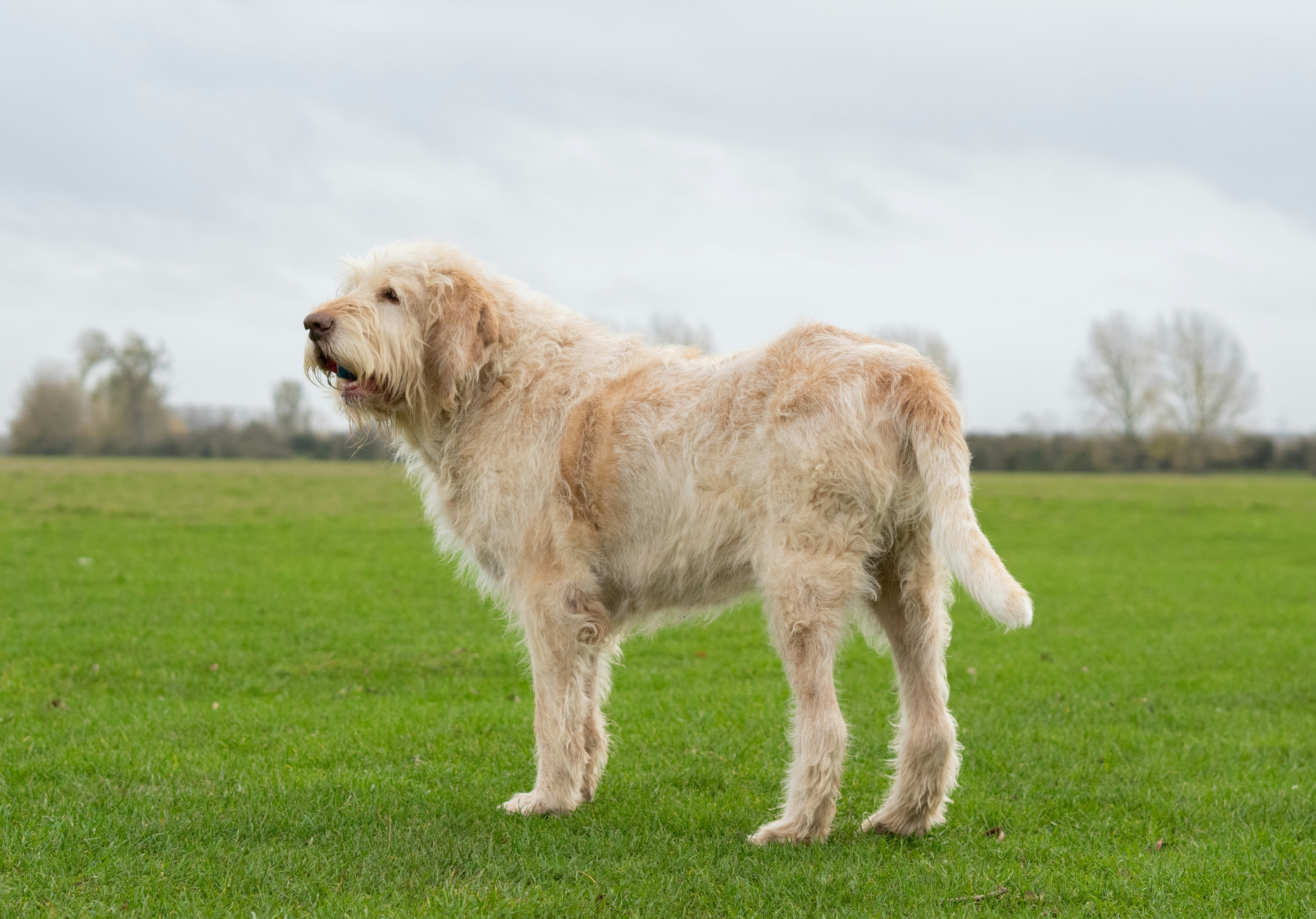 A shaggy dog stands alert in an expansive green field under a cloudy sky.