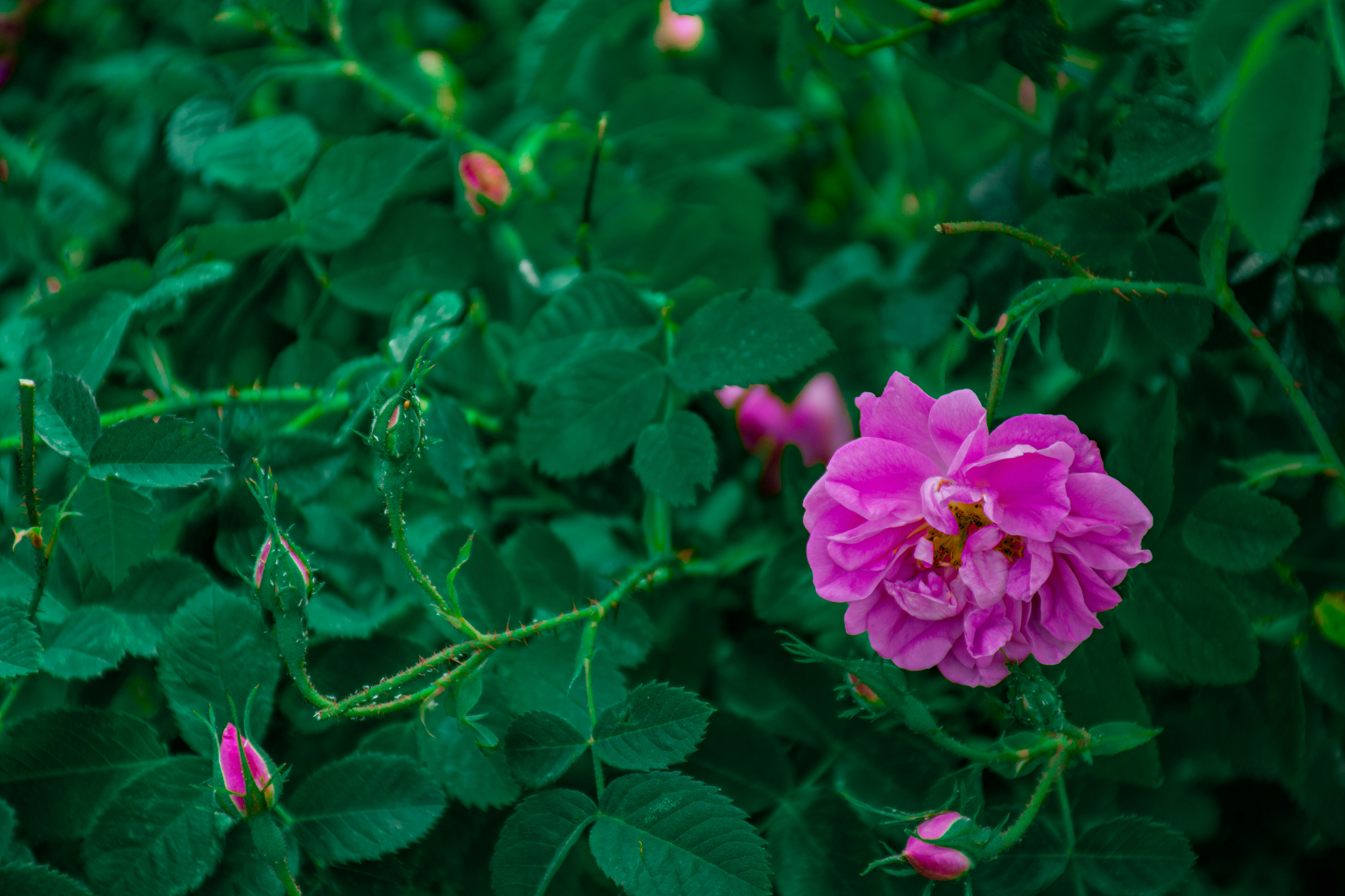 Blossom Amidst Verdant Hues