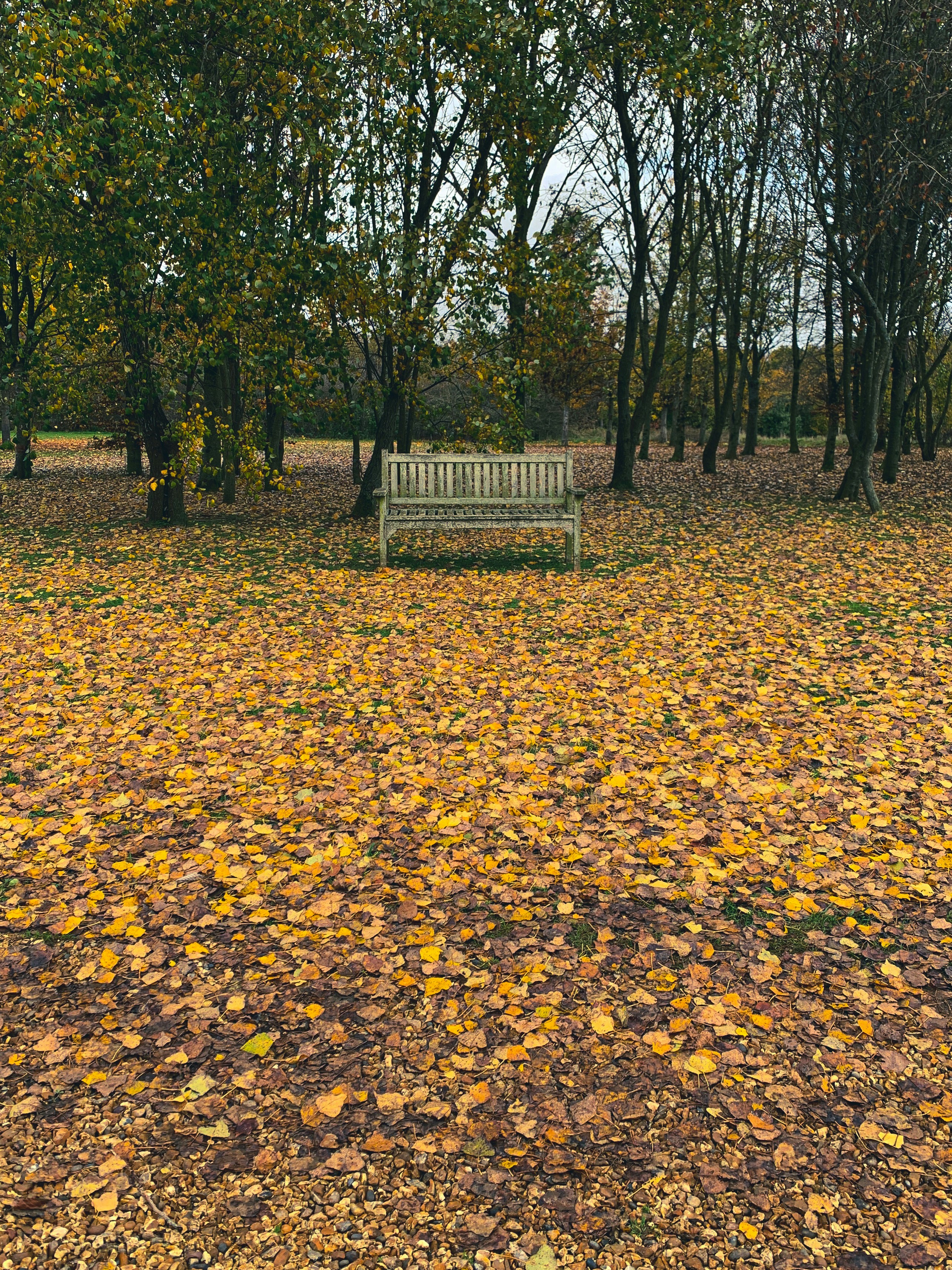Autumn Quiet: The Park Bench Beneath a Golden Canopy
